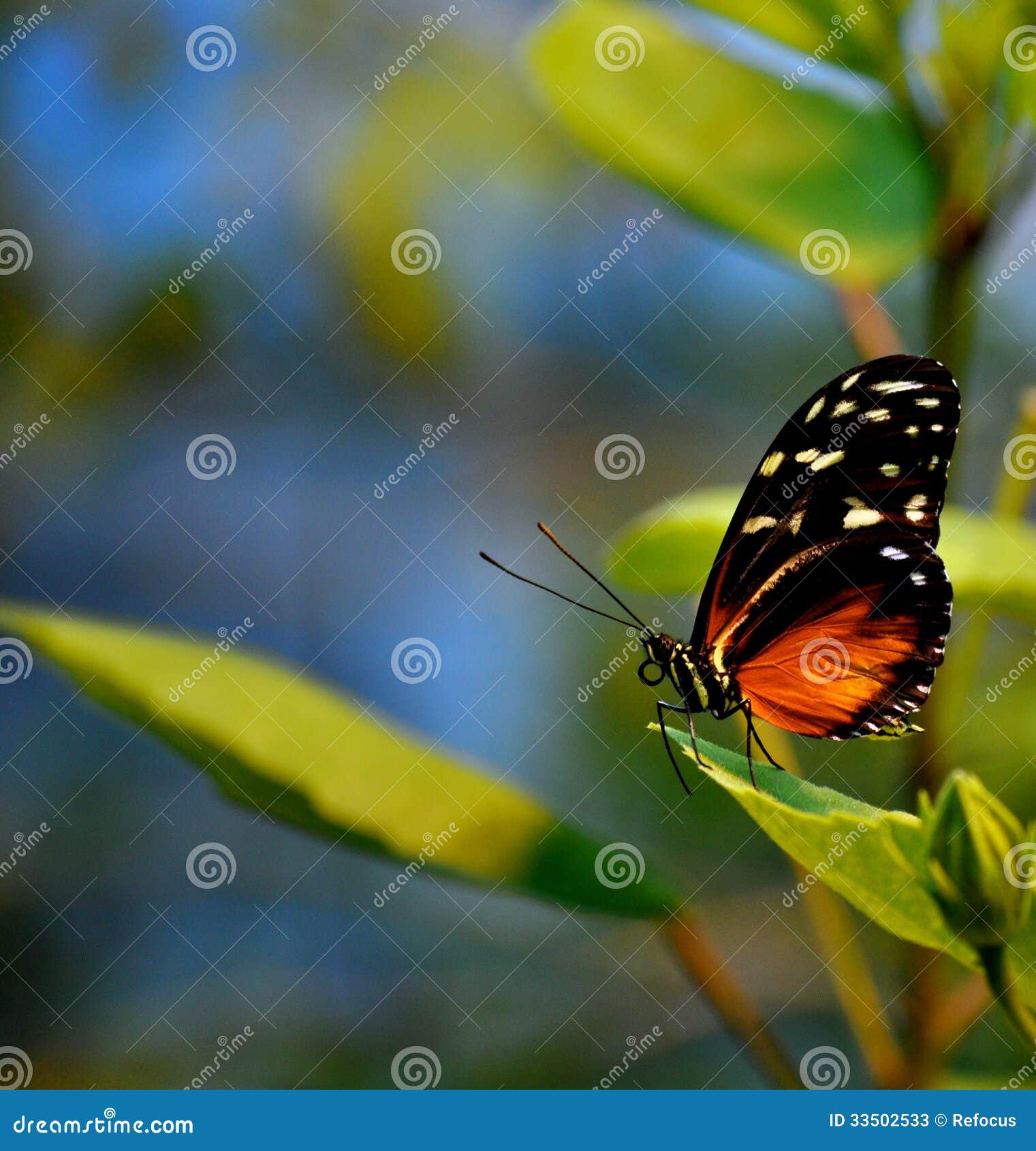 Butterfly on leaves stock image. Image of leaf, butterfly - 33502533