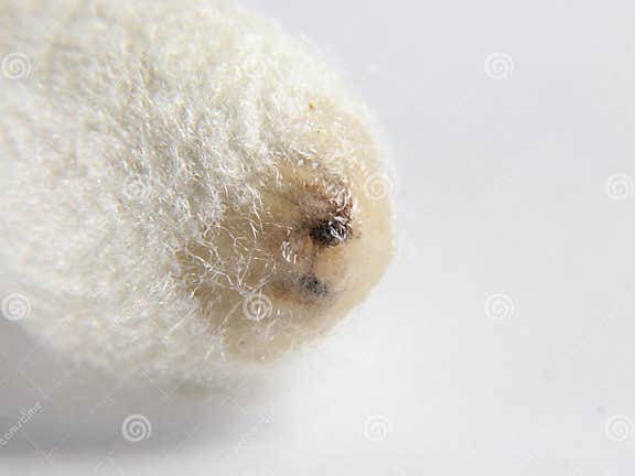 Butterfly Leaving the Cocoon Stock Photo - Image of animal, insect ...