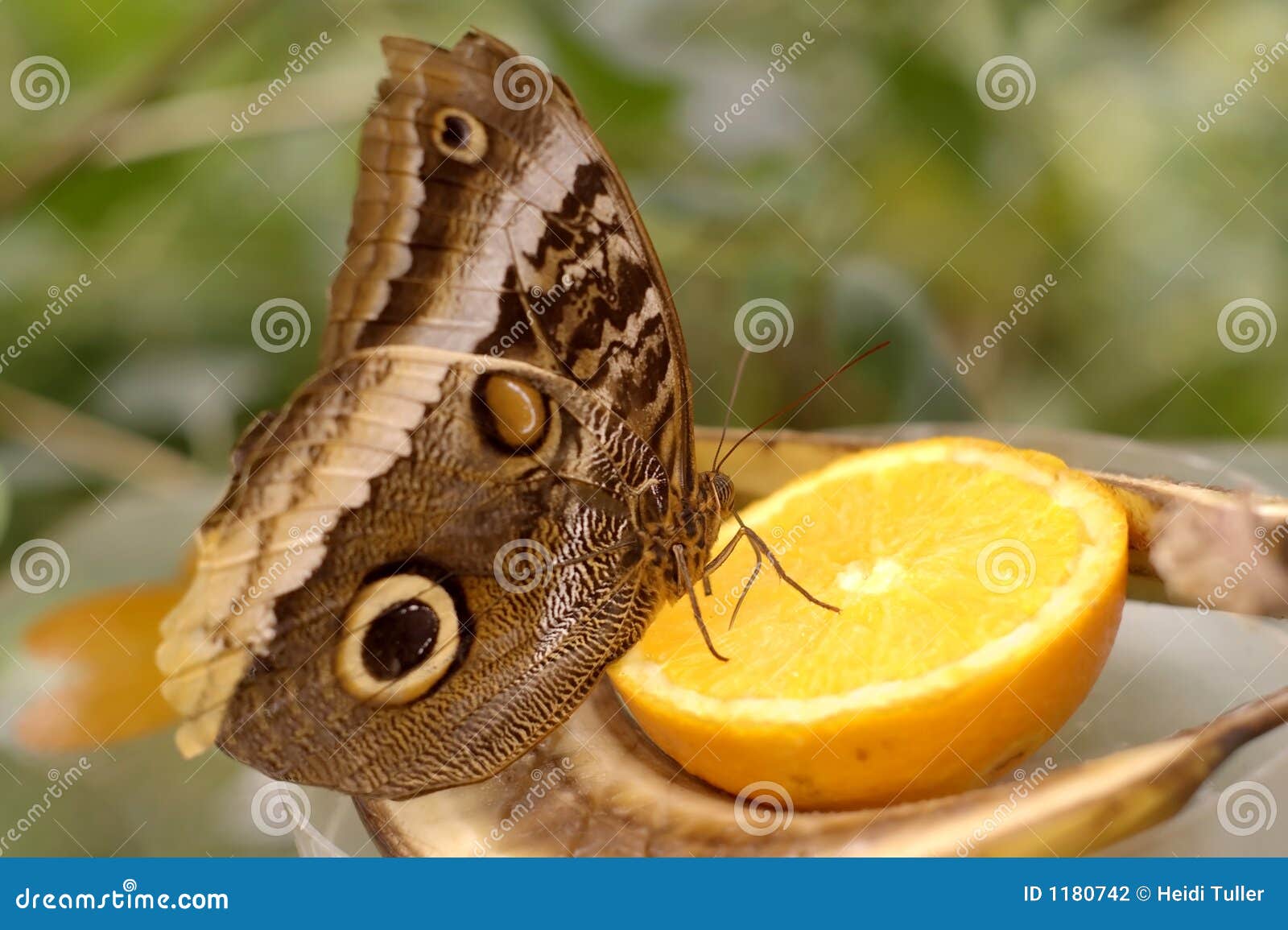 Butterfly on lemon stock photo. Image of design, fruit - 1180742