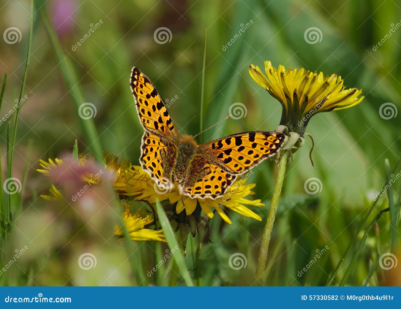 Butterfly with Leopard Patterns Stock Photo - Image of butterfly ...
