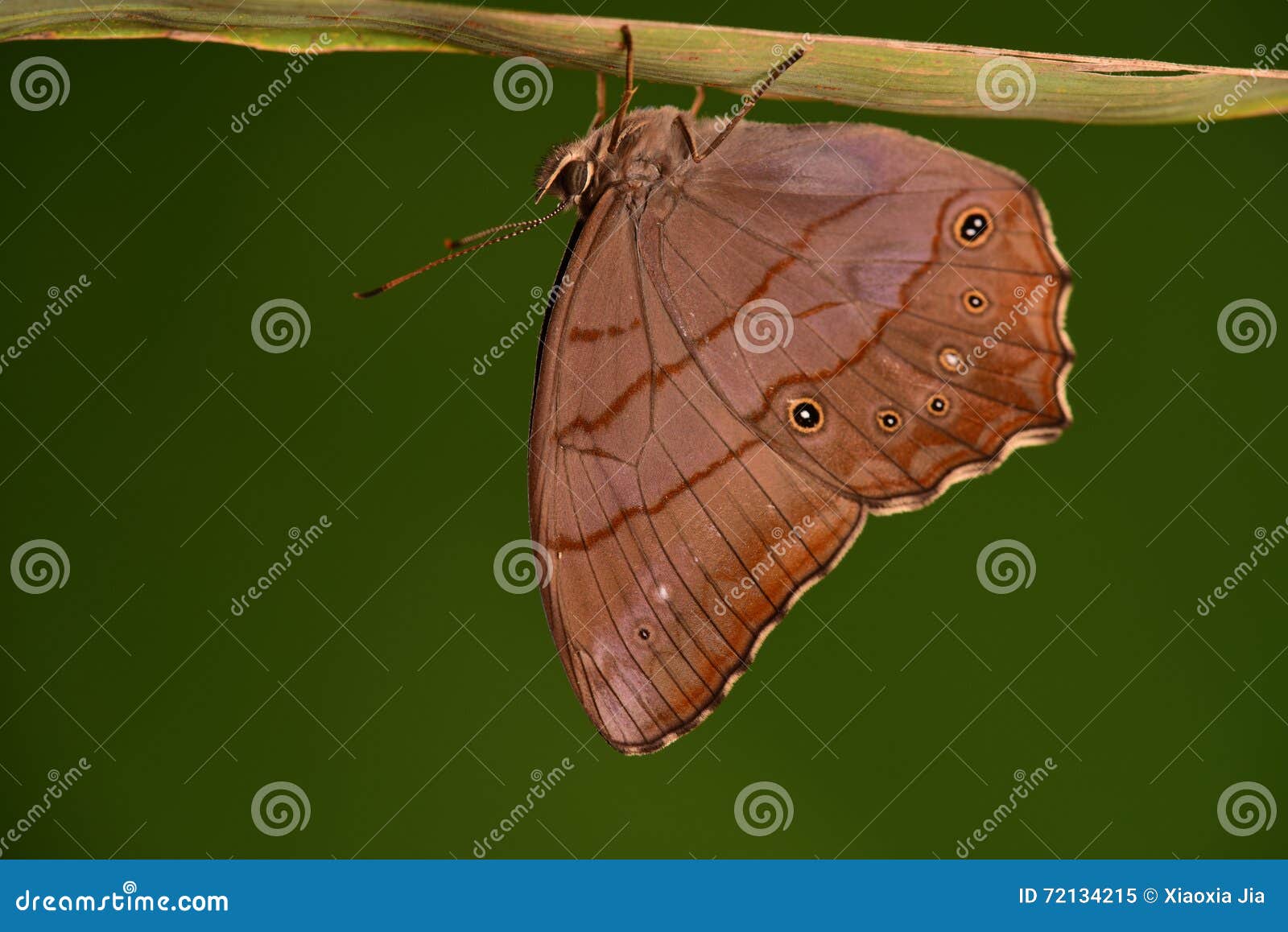 Butterfly/Lethe christophi stock image. Image of stripes - 72134215