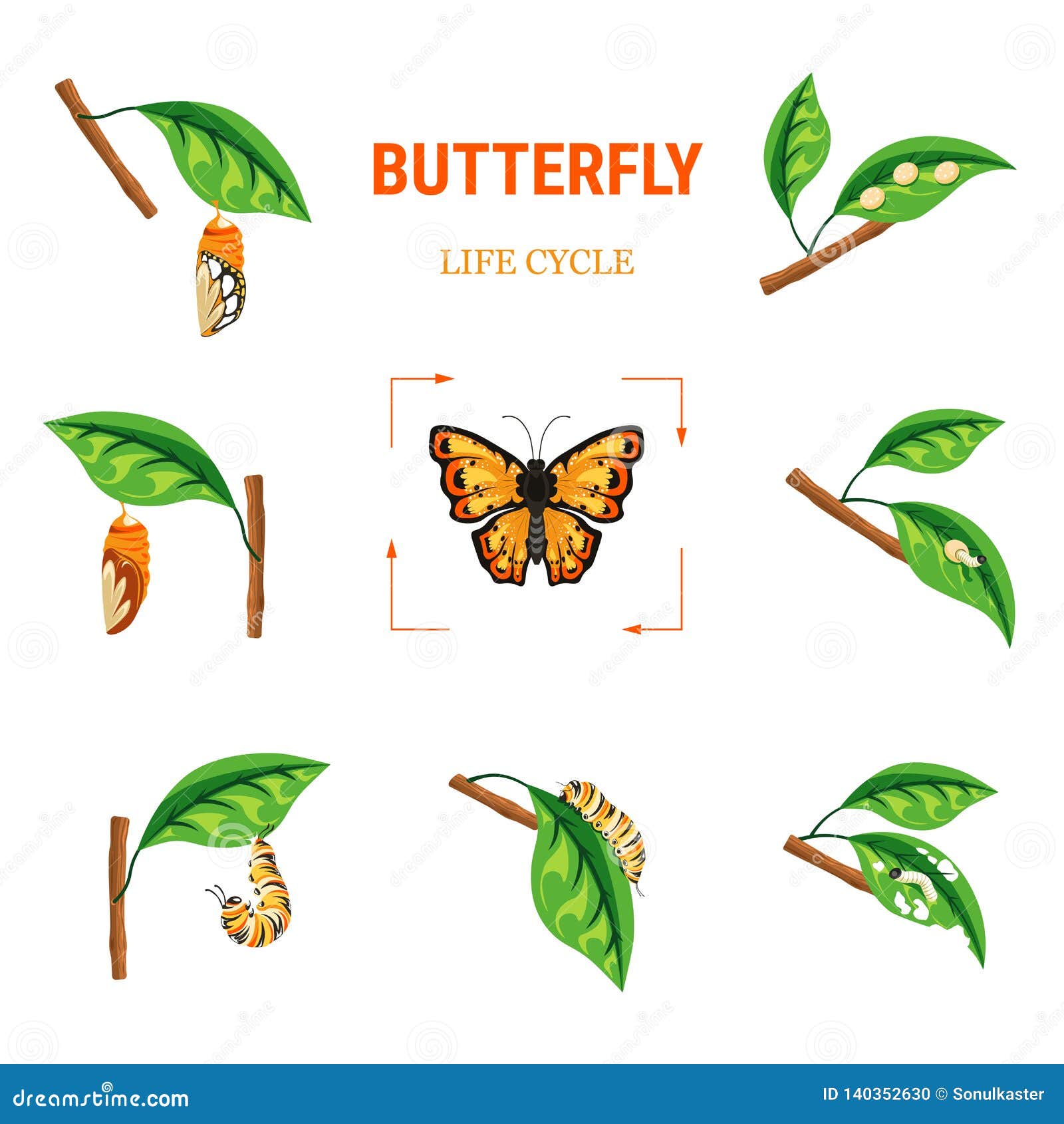 Butterfly Life Circle Insect Transformation Larva On Leaf Vector ... Butterfly Life Circle Insect Transformation Larva On Leaf Vector ...