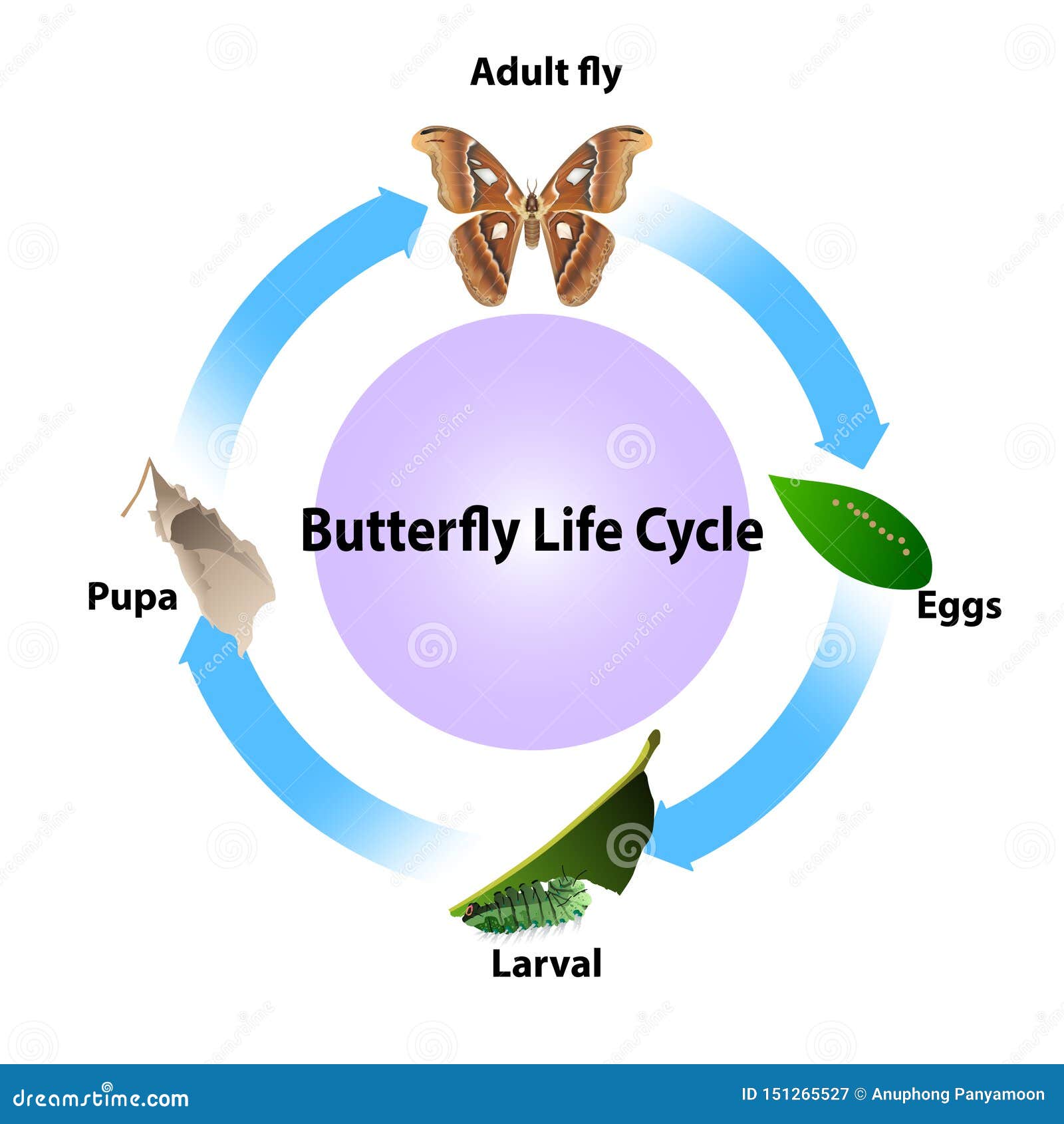 Butterfly Life Cycle Vector on White Background Stock Vector ...
