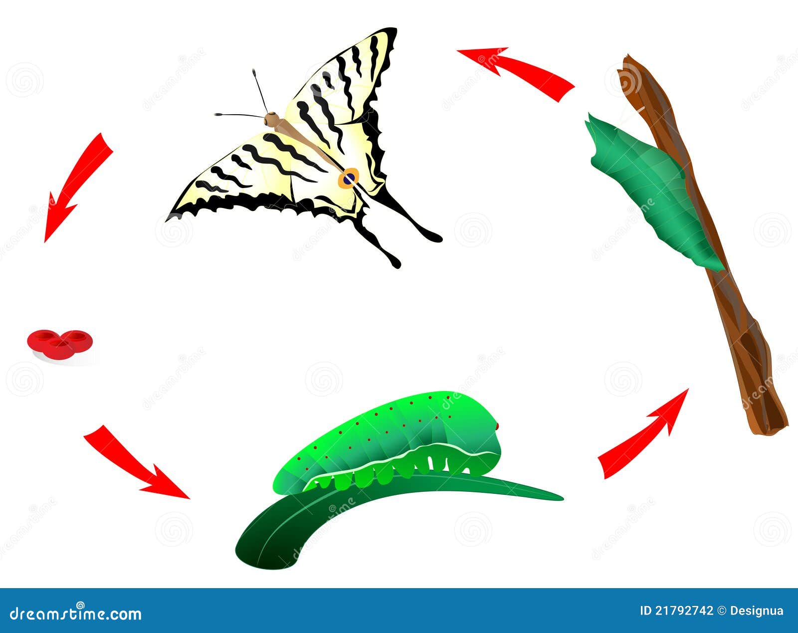 Butterfly Life Cycle. Metamorphosis. Vector Stock Vector - Illustration ...