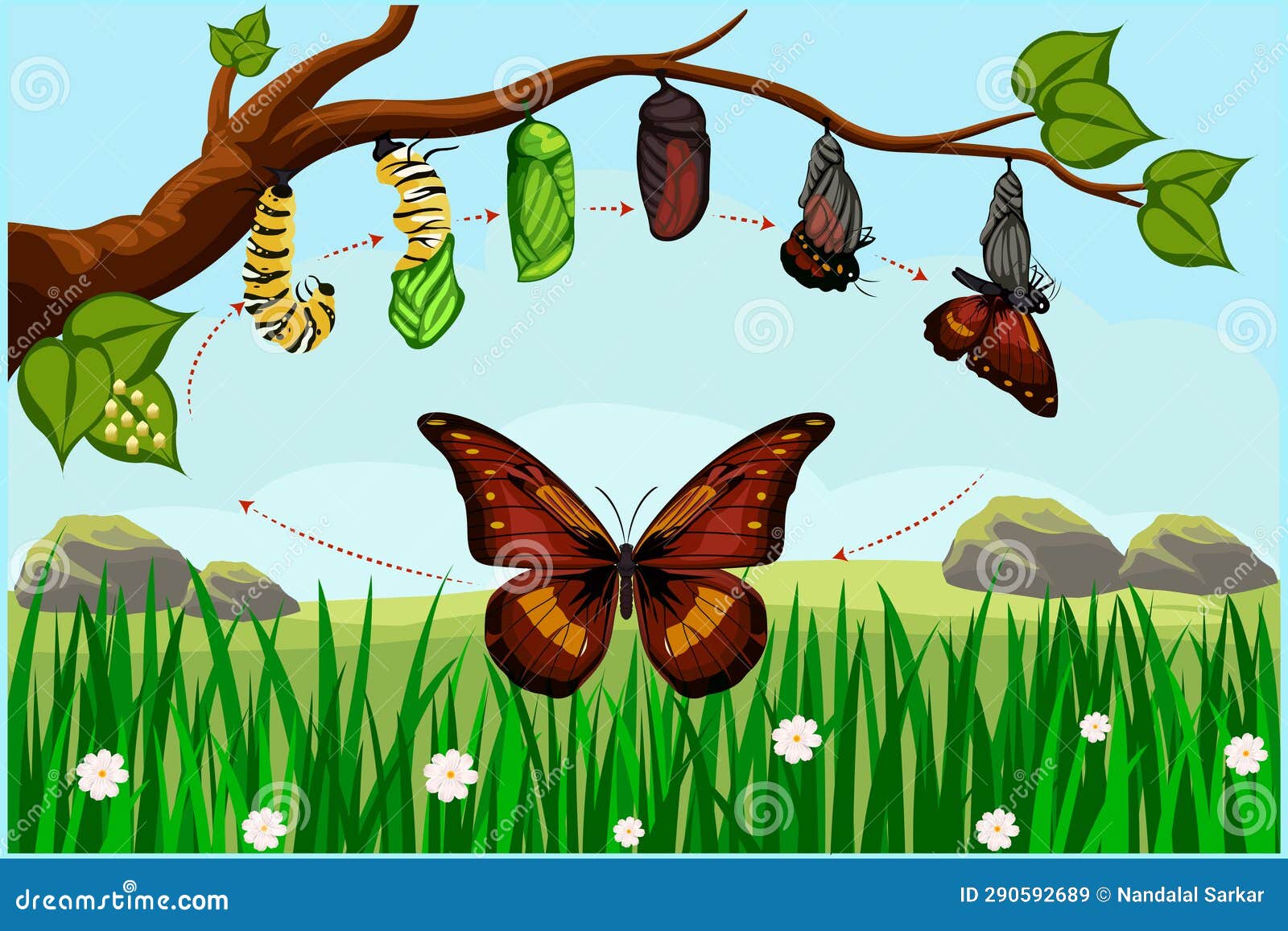 Butterfly, Pupae And Cocoons Are Suspended. Concept Transformation Of ...