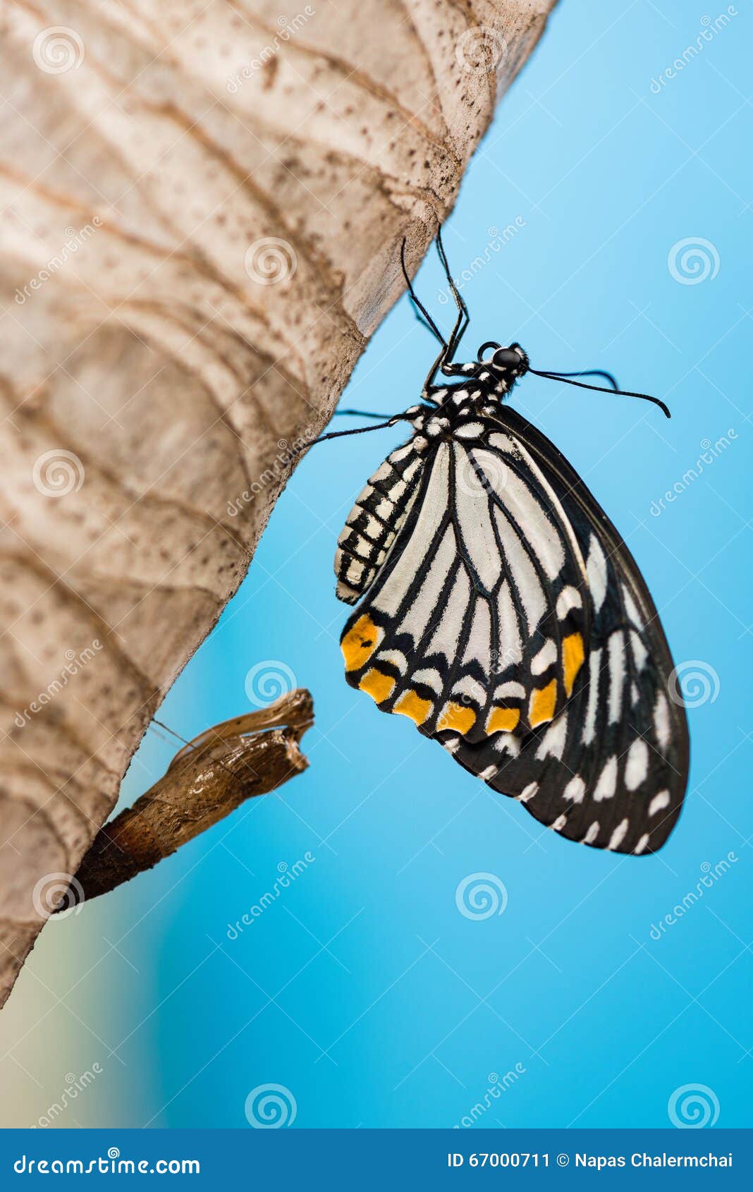 Butterfly Lifecycle Stock Image | CartoonDealer.com #6719395 Butterfly Lifecycle Stock Image | CartoonDealer.com #6719395