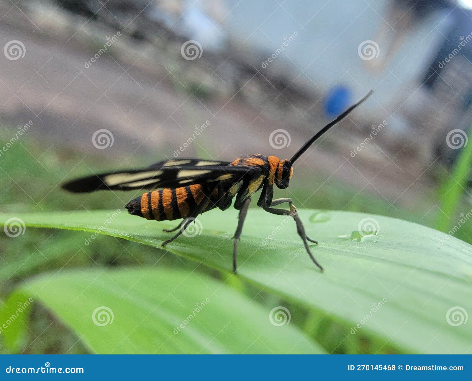 A Butterfly-like Insect Standing on the Green Grass Stock Photo - Image ...