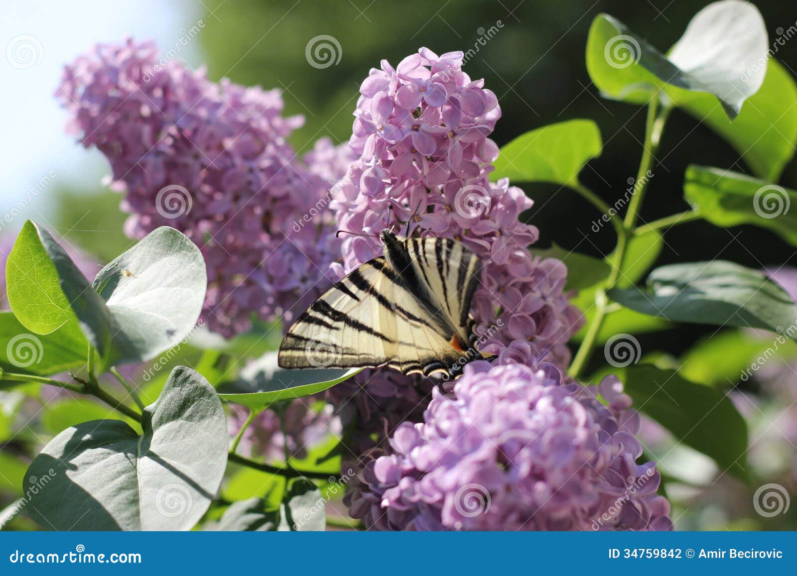 Butterfly on lilac flower stock photo. Image of animal - 34759842