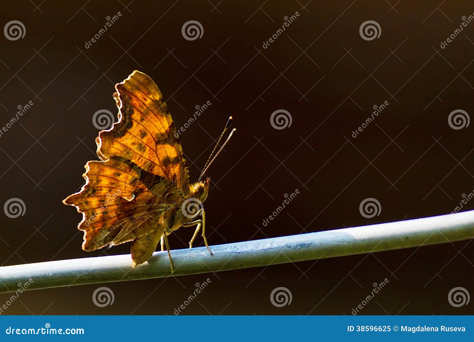 Butterfly stock image. Image of insect, botanical, close - 38596625