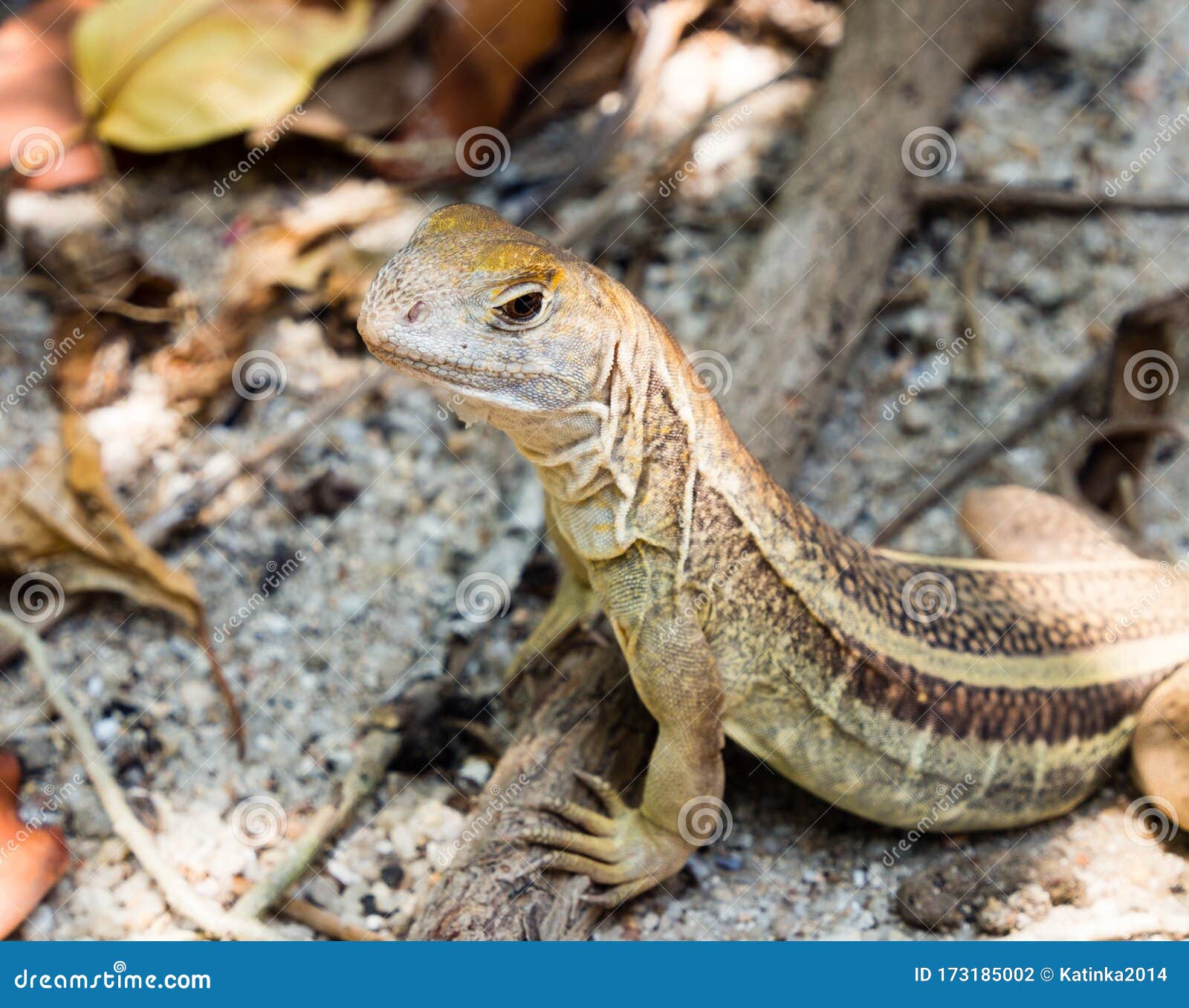 Butterfly Lizard on a Beach in Vietnam Stock Photo - Image of ...