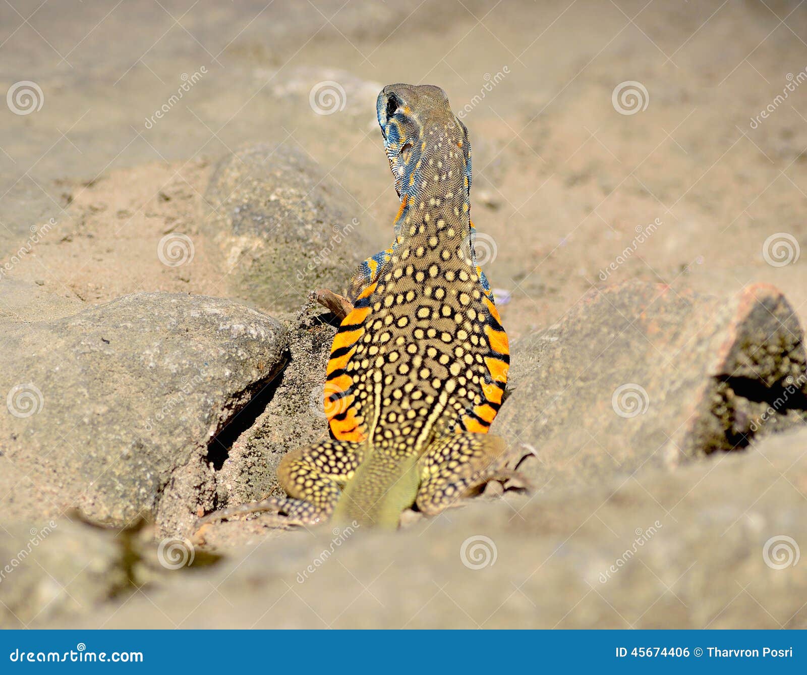 Butterfly lizard on ground stock photo. Image of fierce - 45674406