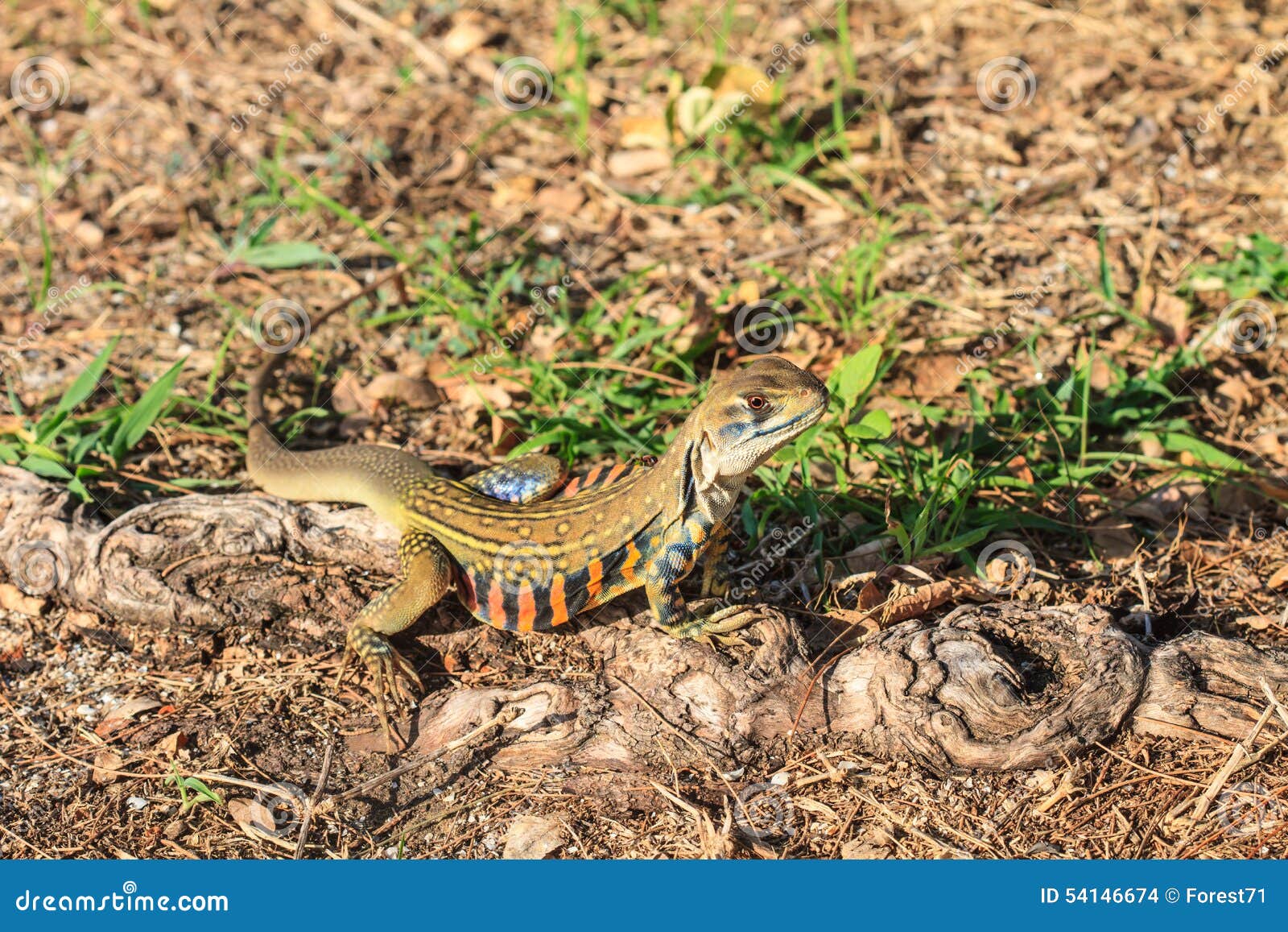 Butterfly Lizard(Leiolepidinae) in Nature Stock Photo - Image of ...