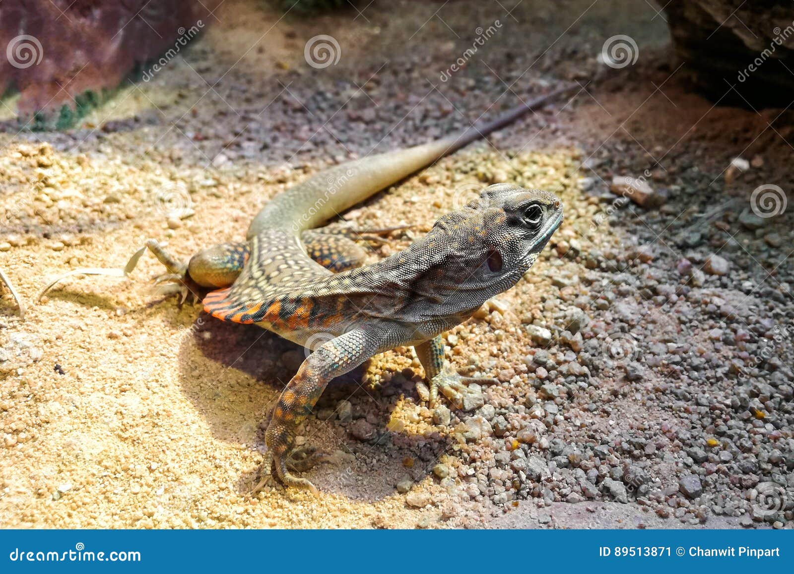 Butterfly Lizards or Small-scaled Lizards or Ground Lizards Stock Image ...