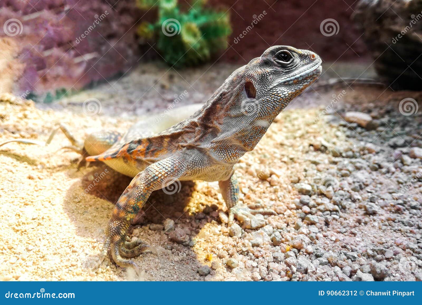 Butterfly Lizards Or Small-scaled Lizards Or Ground Lizards Stock ...