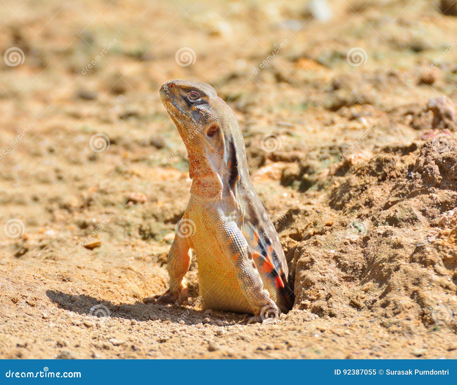 Butterfly Lizards or Small-scaled Lizards. Stock Image - Image of ...