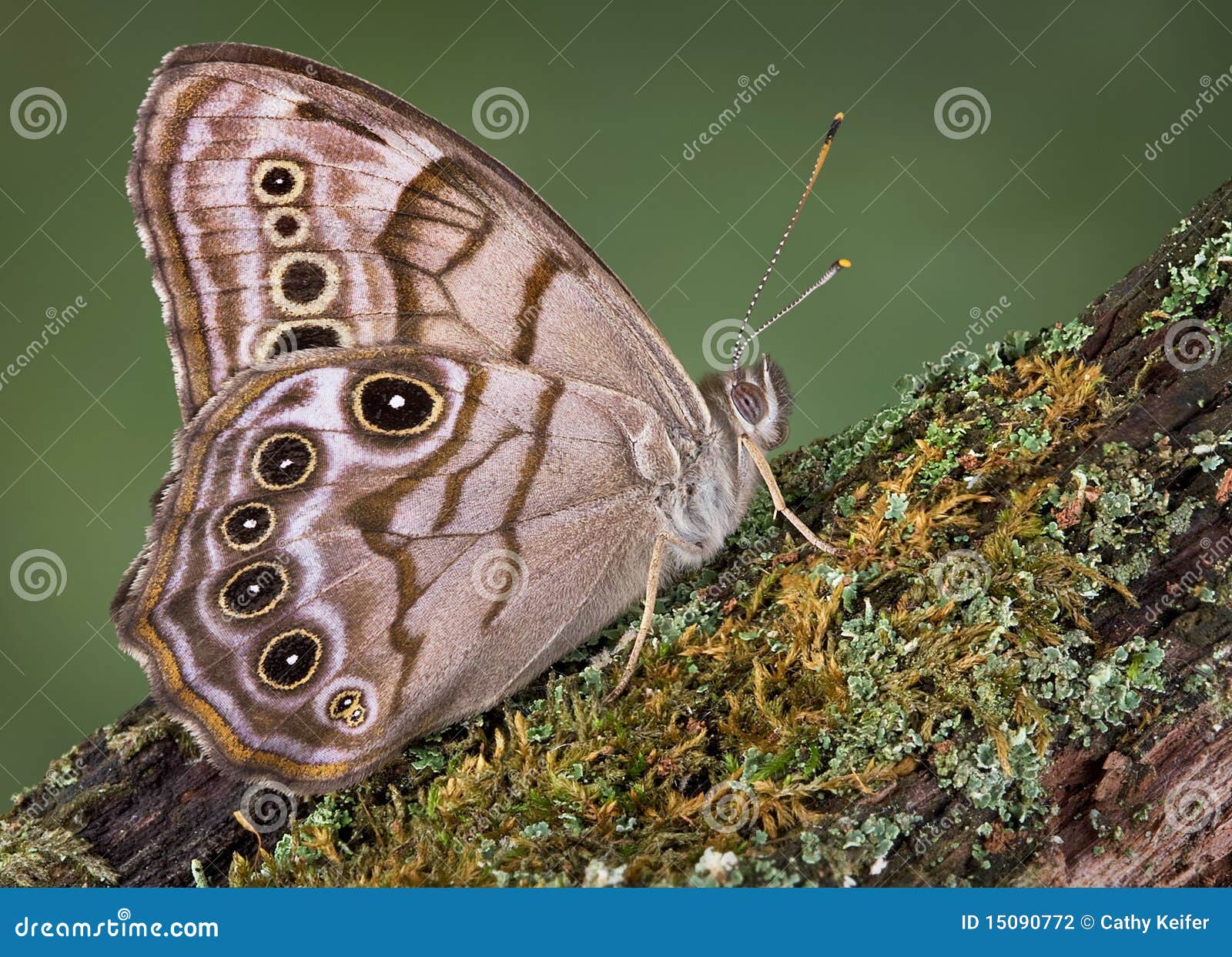 Butterfly on a log stock photo. Image of macro, nature - 15090772