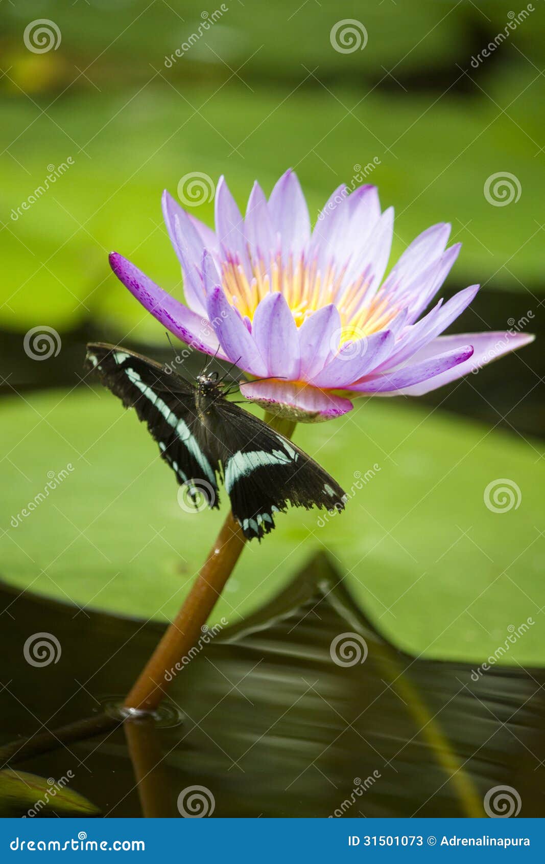 Butterfly Lotus Flower Stock Photos - 780 Images