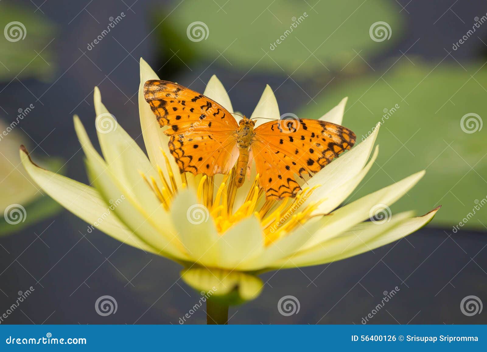 A butterfly on Lotus stock photo. Image of natural, insect - 56400126