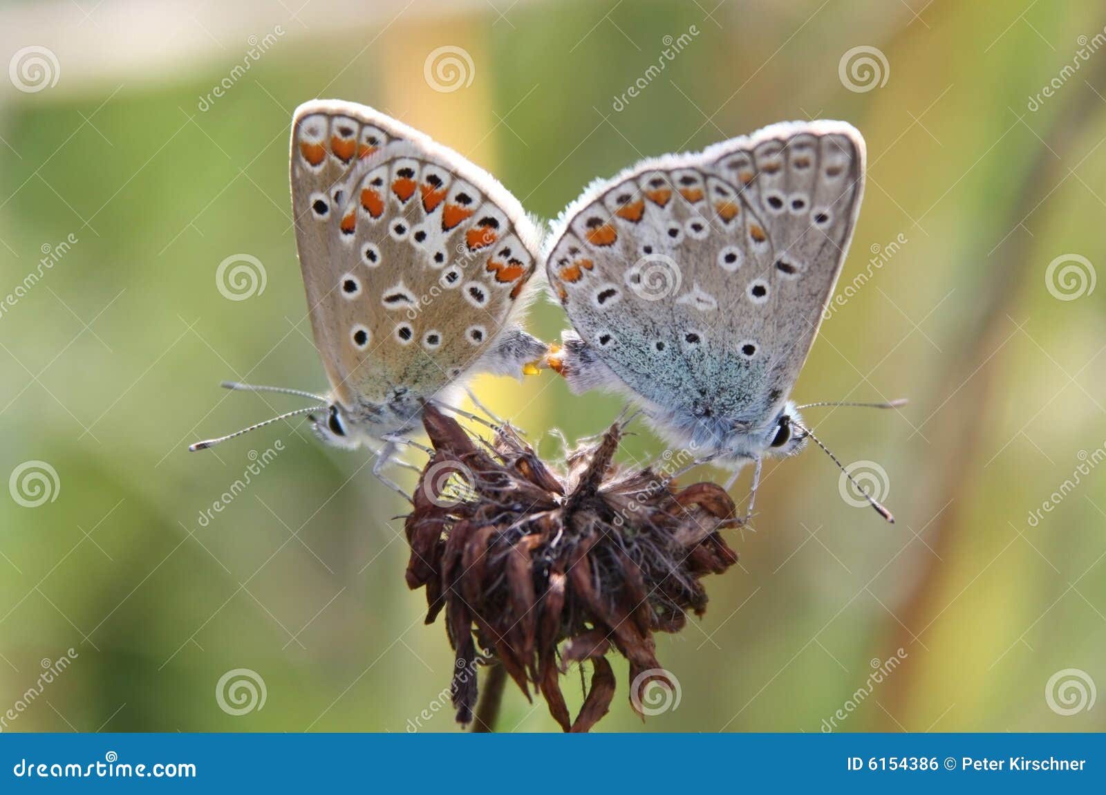 Butterfly Love stock photo. Image of beautiful, flowers - 6154386