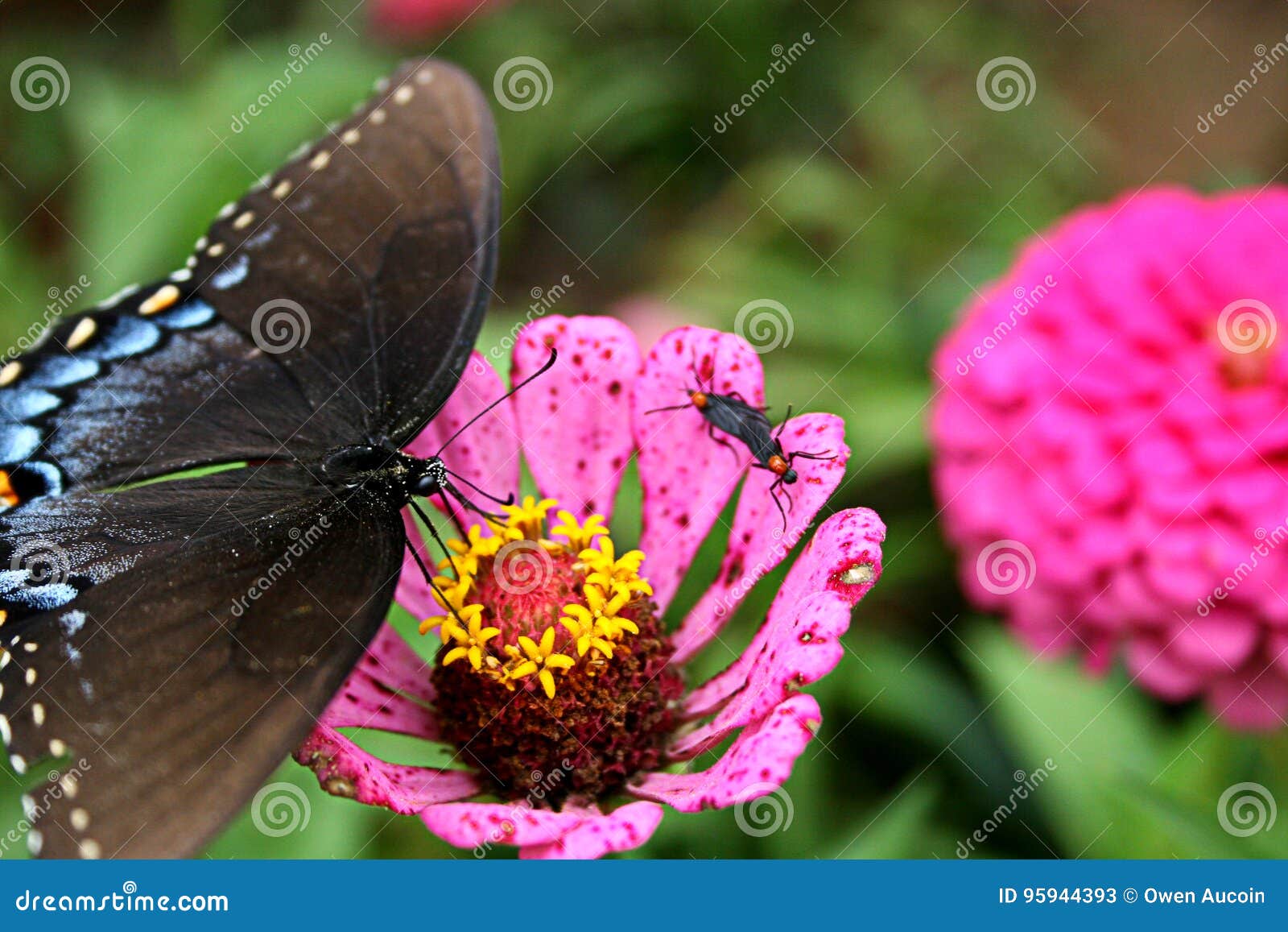 Butterfly and love bug stock image. Image of love, hanging - 95944393