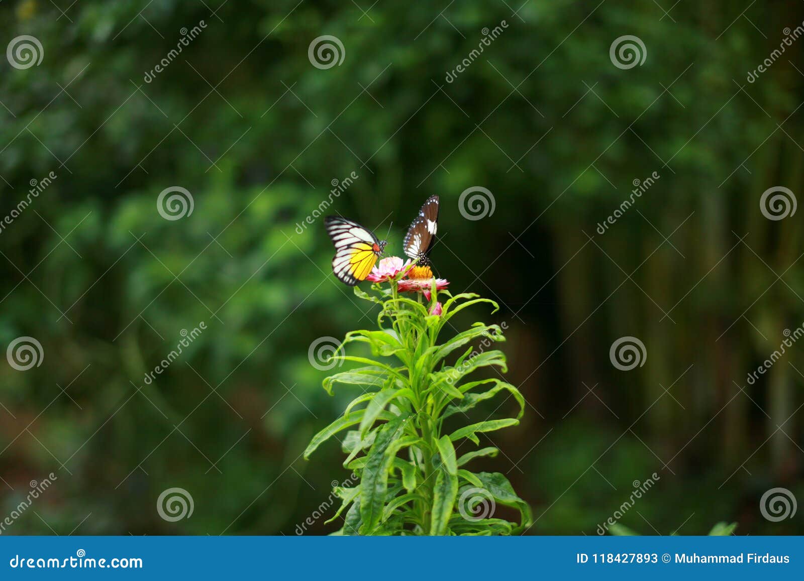 Butterfly in love stock image. Image of nature, couple - 118427893