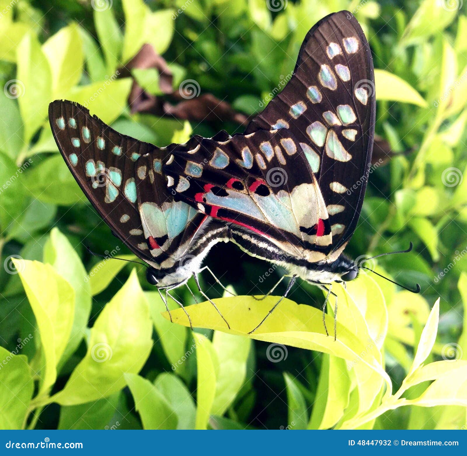 Butterfly love stock photo. Image of butterfly, leaf - 48447932