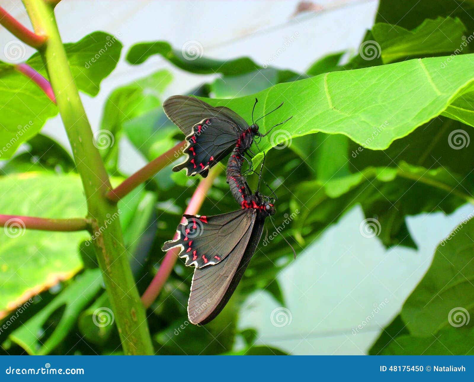 Butterfly in love stock photo. Image of butterfly, leaf - 48175450