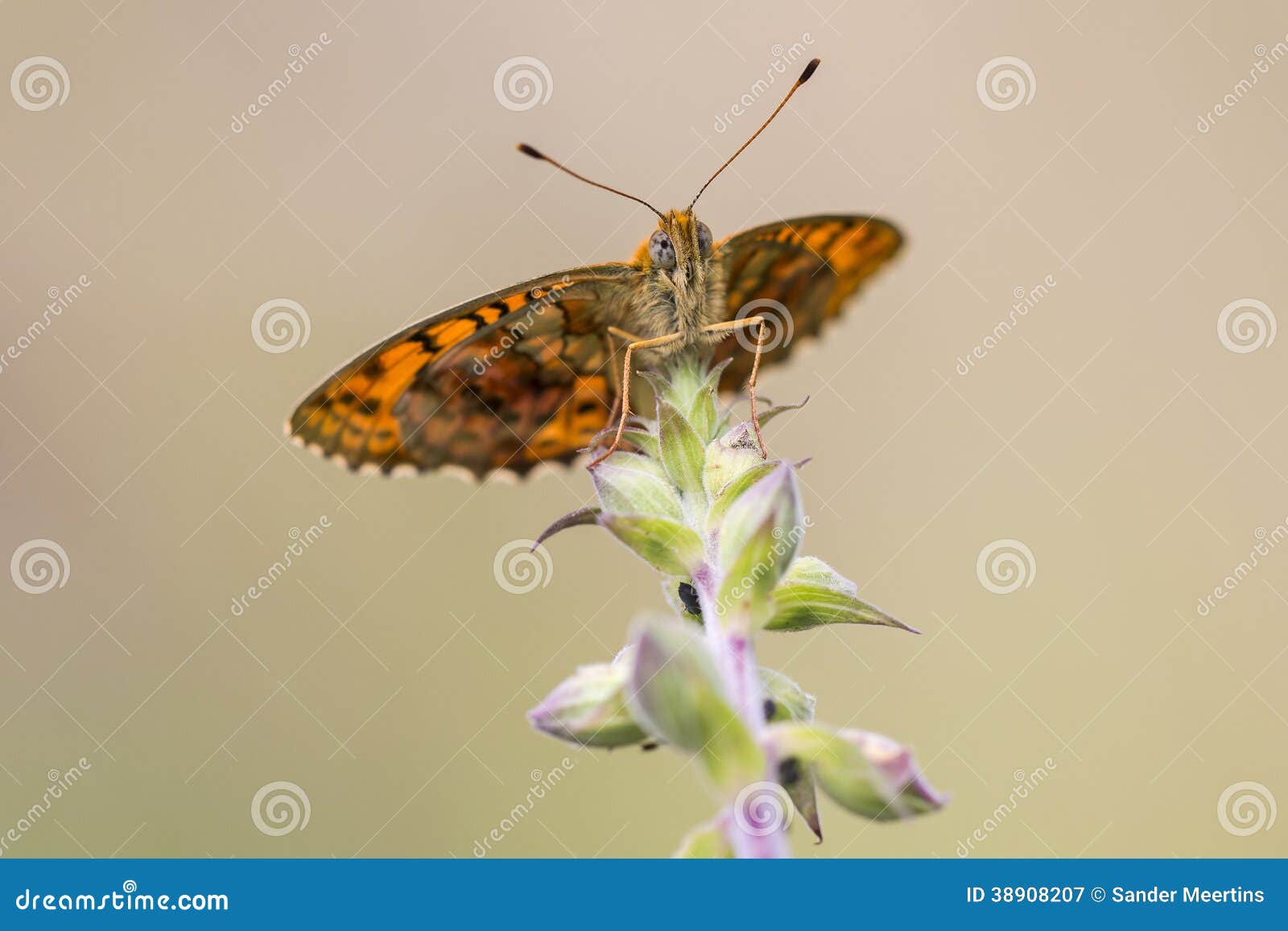 Butterfly low front view stock image. Image of perching - 38908207