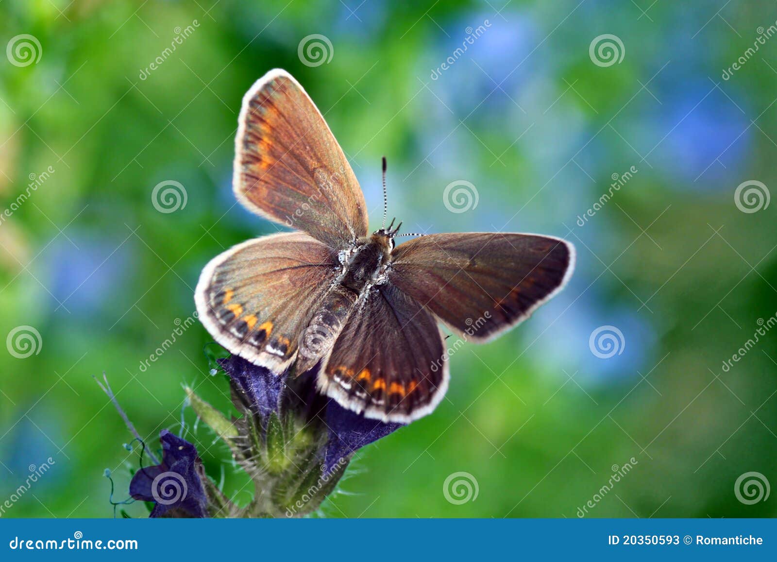 Butterfly (lycaenidae) stock image. Image of meadow, summer - 20350593