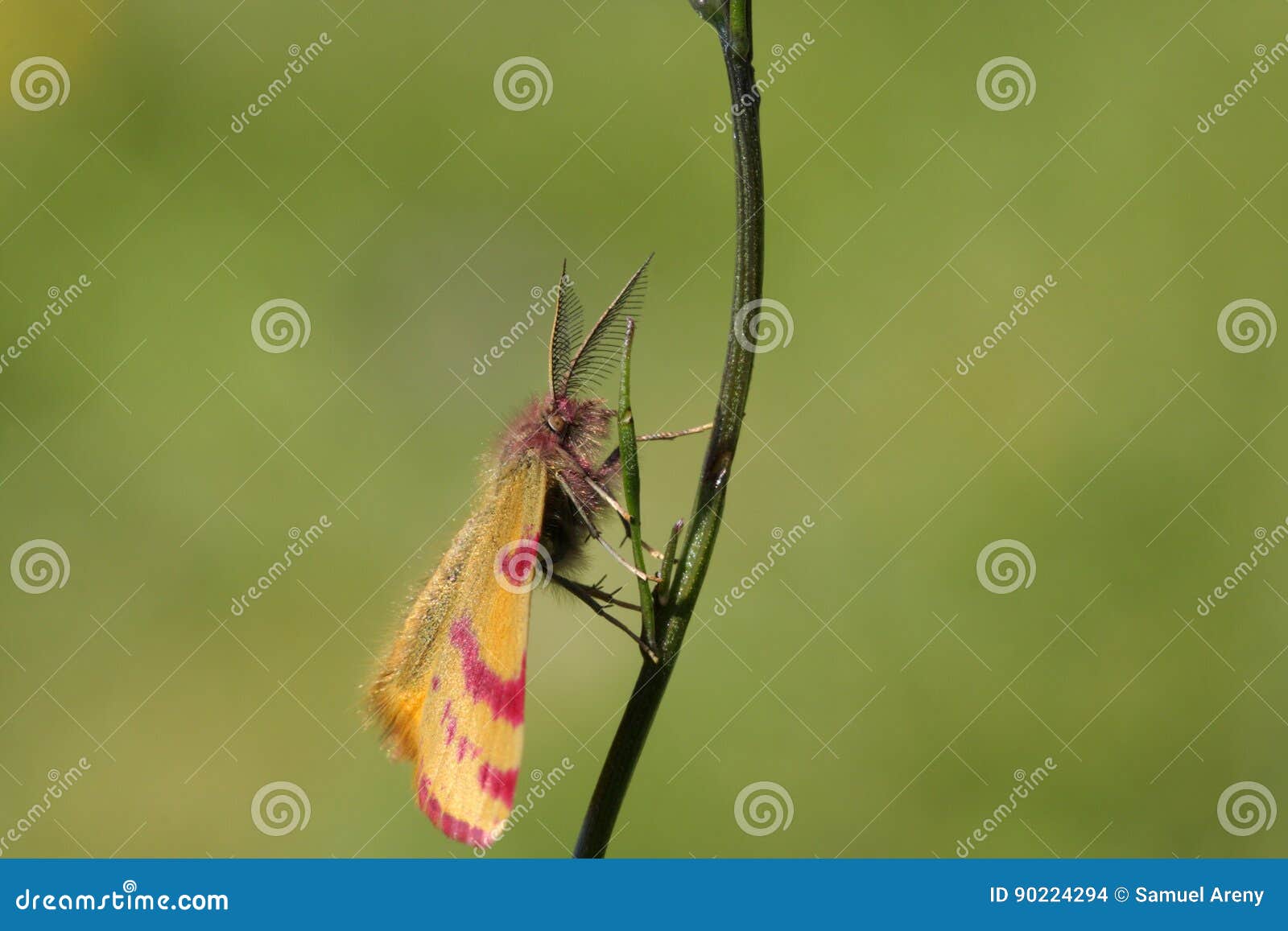 Lythria Sanguinaria Stock Photos - Free & Royalty-Free Stock Photos ...