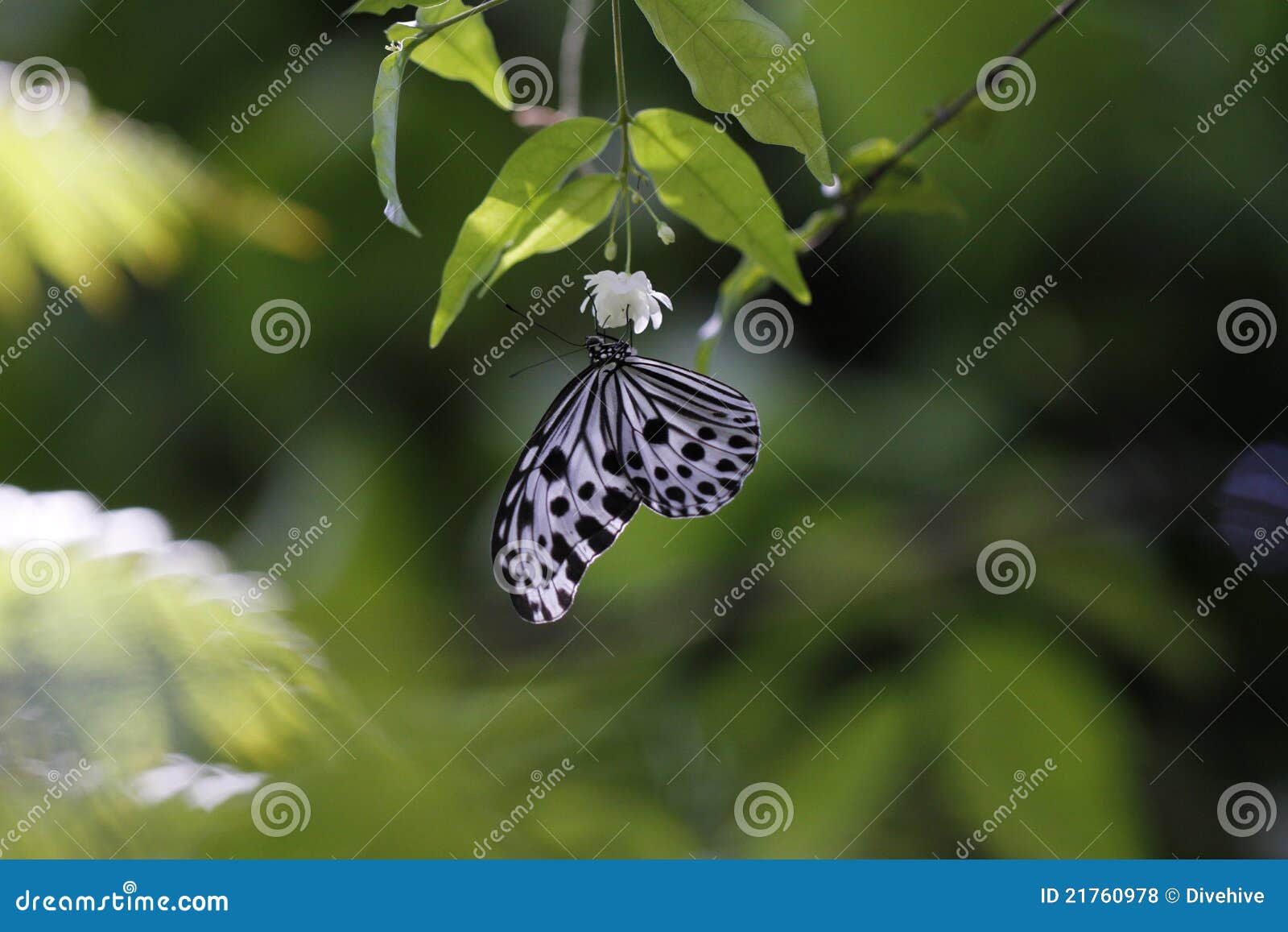 Butterfly macro stock photo. Image of animal, lepidopteran - 21760978