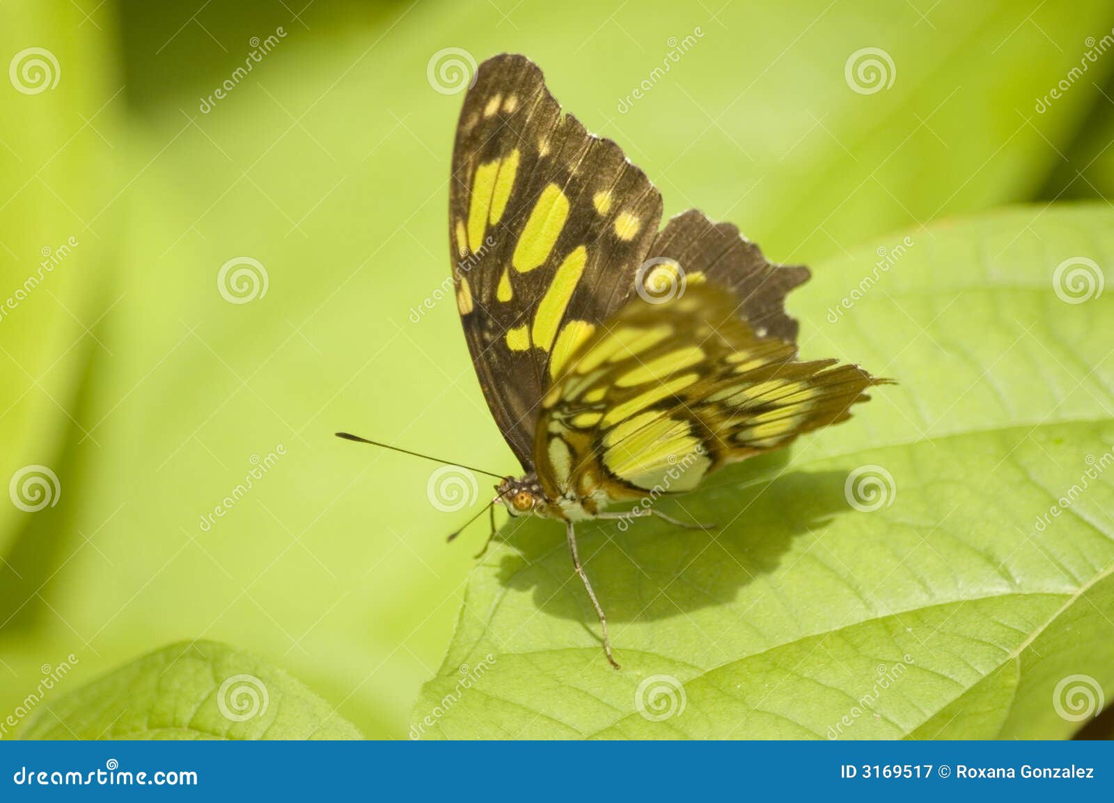 Butterfly macro stock image. Image of flight, detail, natural - 3169517