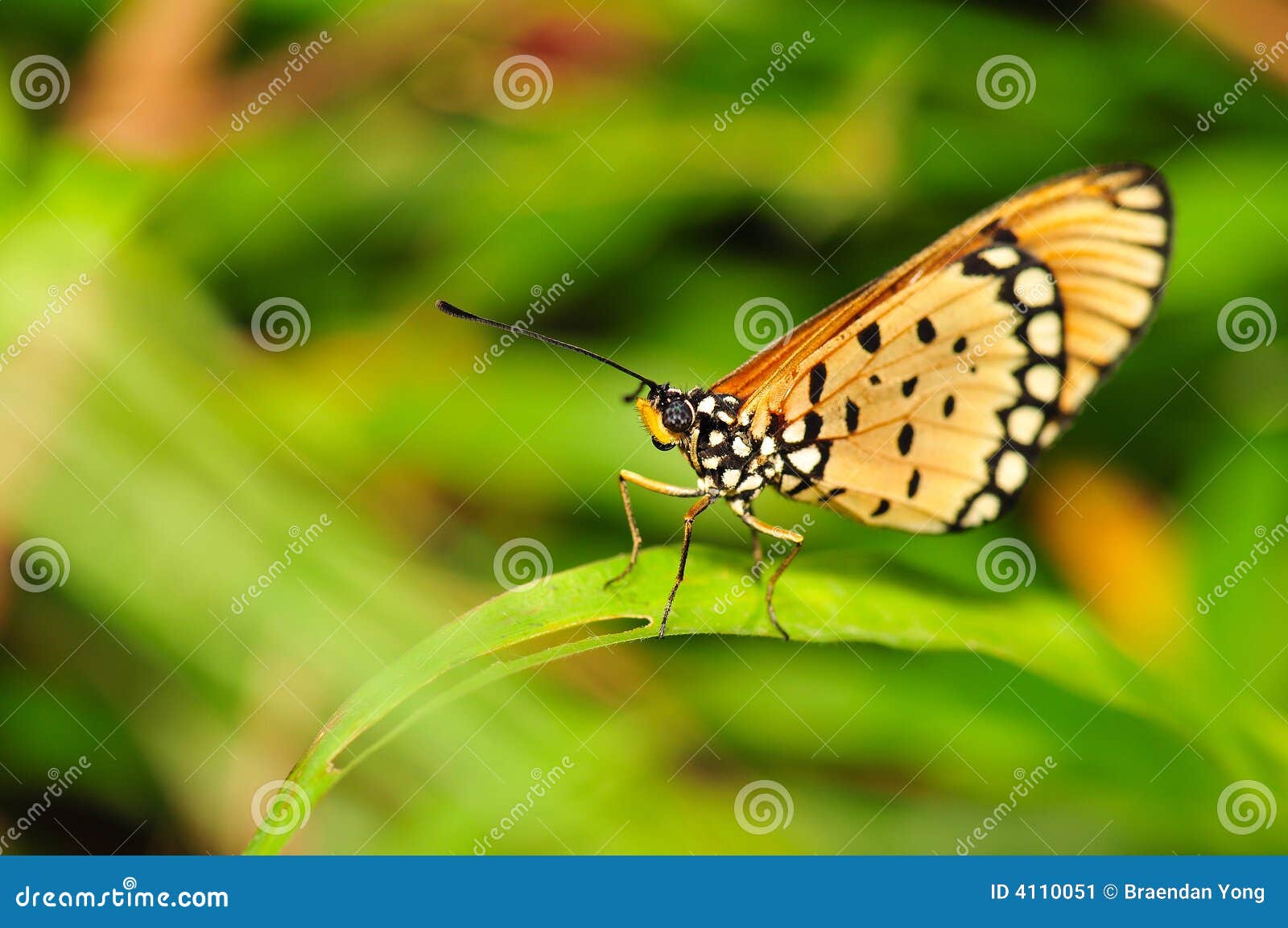Butterfly Macro stock image. Image of focus, fodder, grass - 4110051