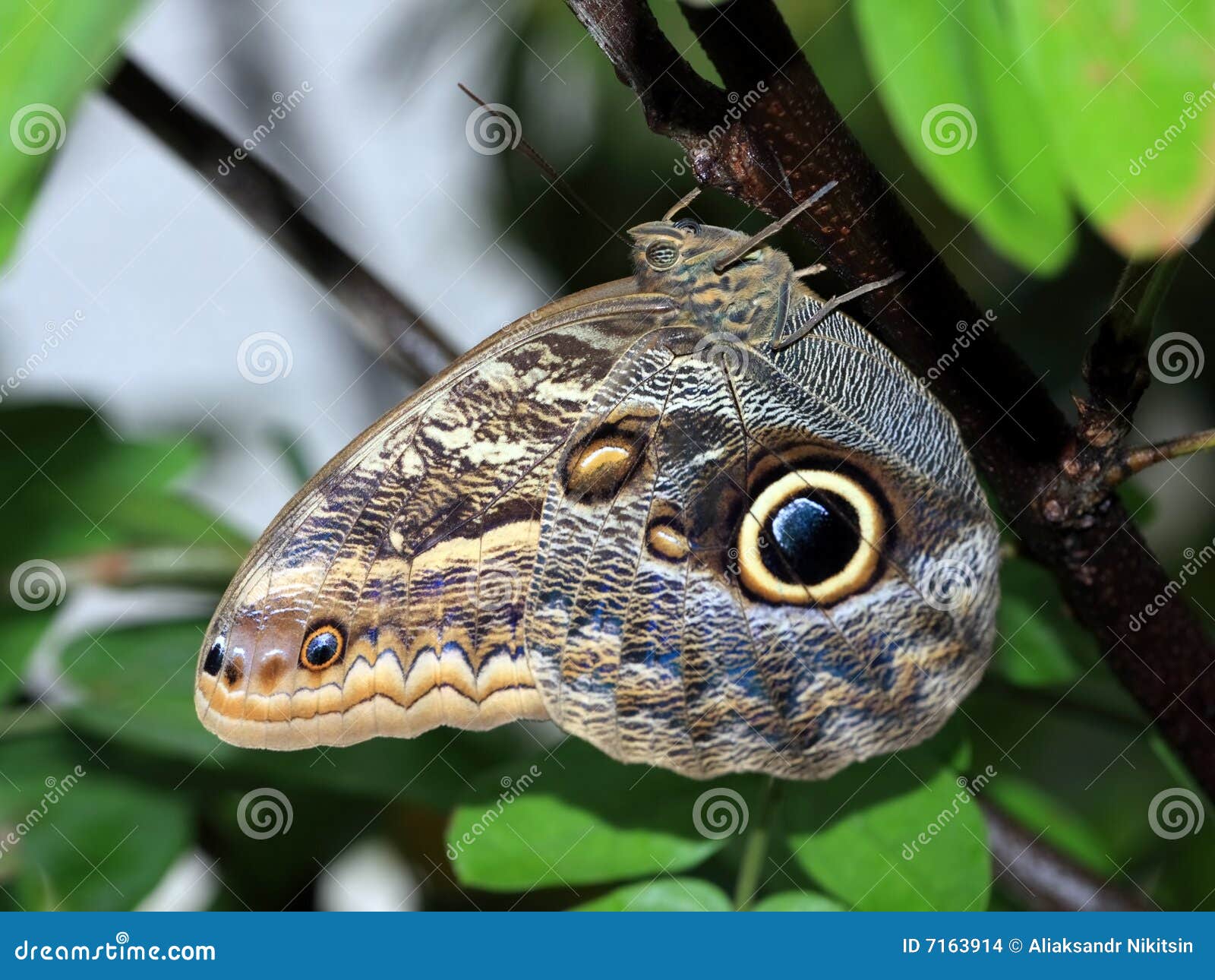 Butterfly macro e stock photo. Image of green, color, garden - 7163914