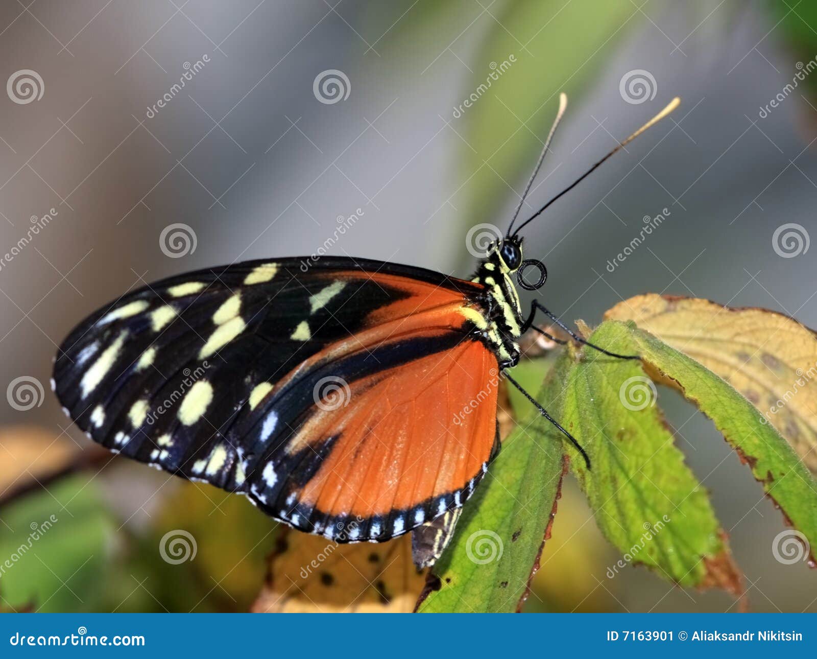 Butterfly macro q stock image. Image of macro, butterfly - 7163901
