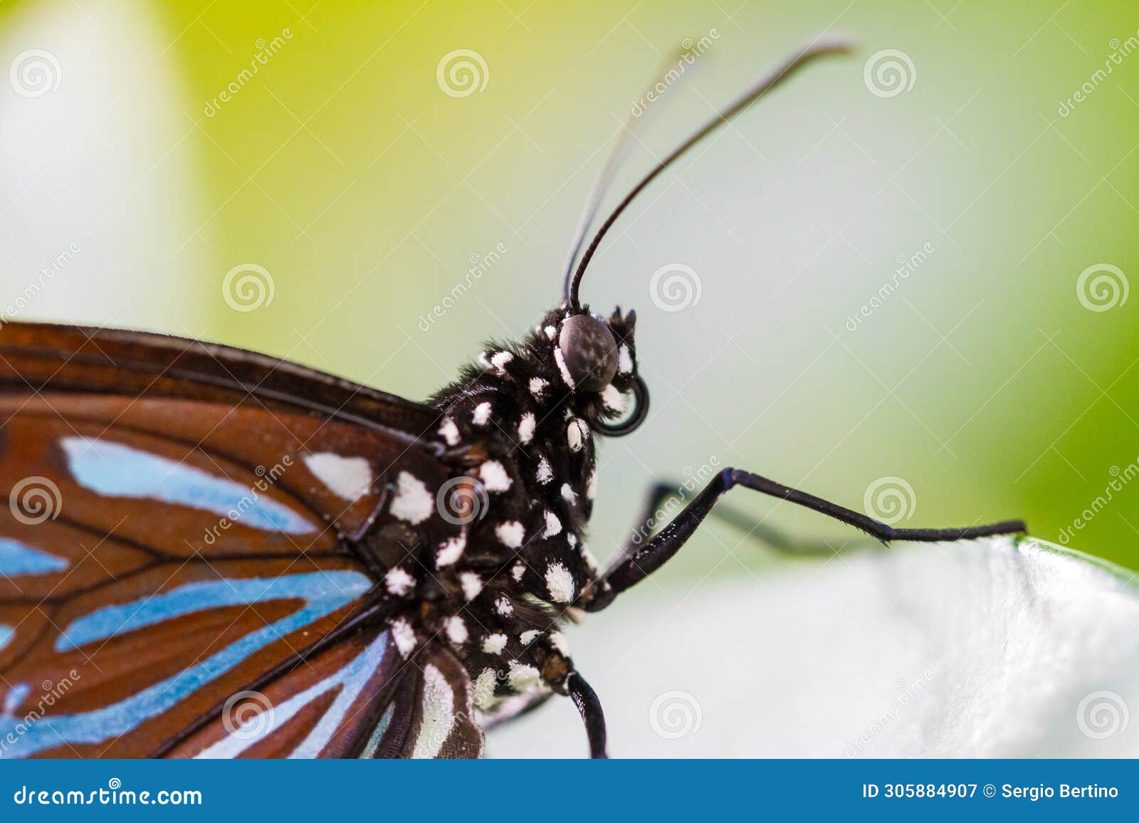 Butterfly stock image. Image of view, patterned, wings - 305884907