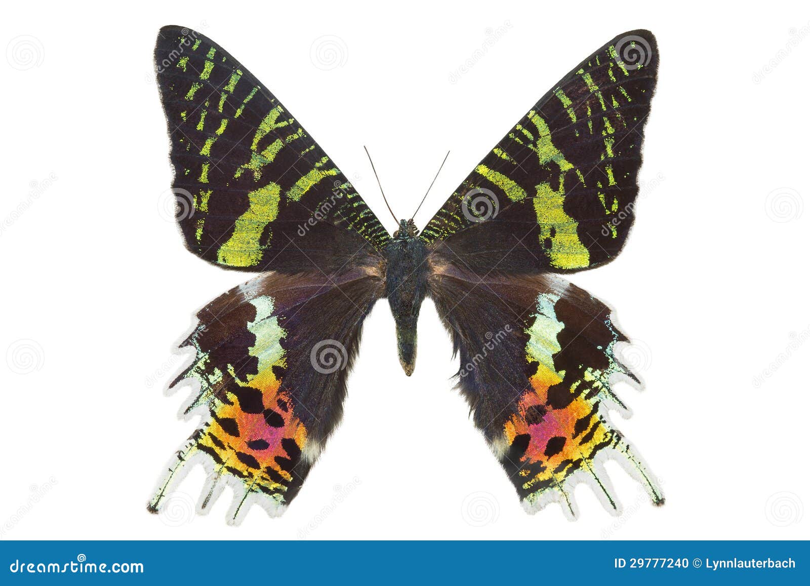 Madagascan Sunset Moth Butterfly Urania Ripheus Royalty-Free Stock ...