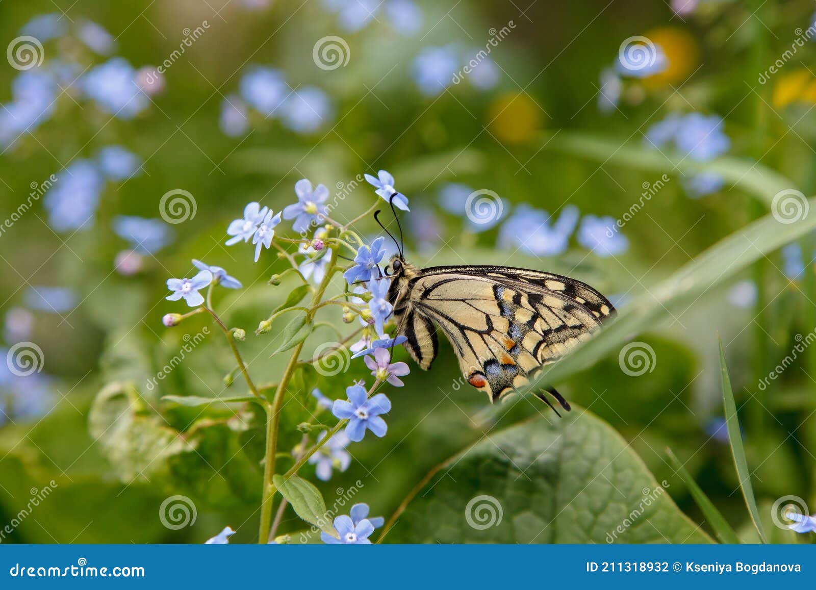 Butterfly Mahaon on a Blue Flower Stock Photo - Image of metamorphosis ...