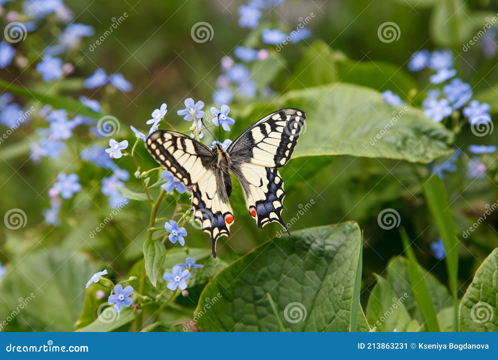 Butterfly Mahaon on a Blue Flower Stock Image - Image of grass, garden ...