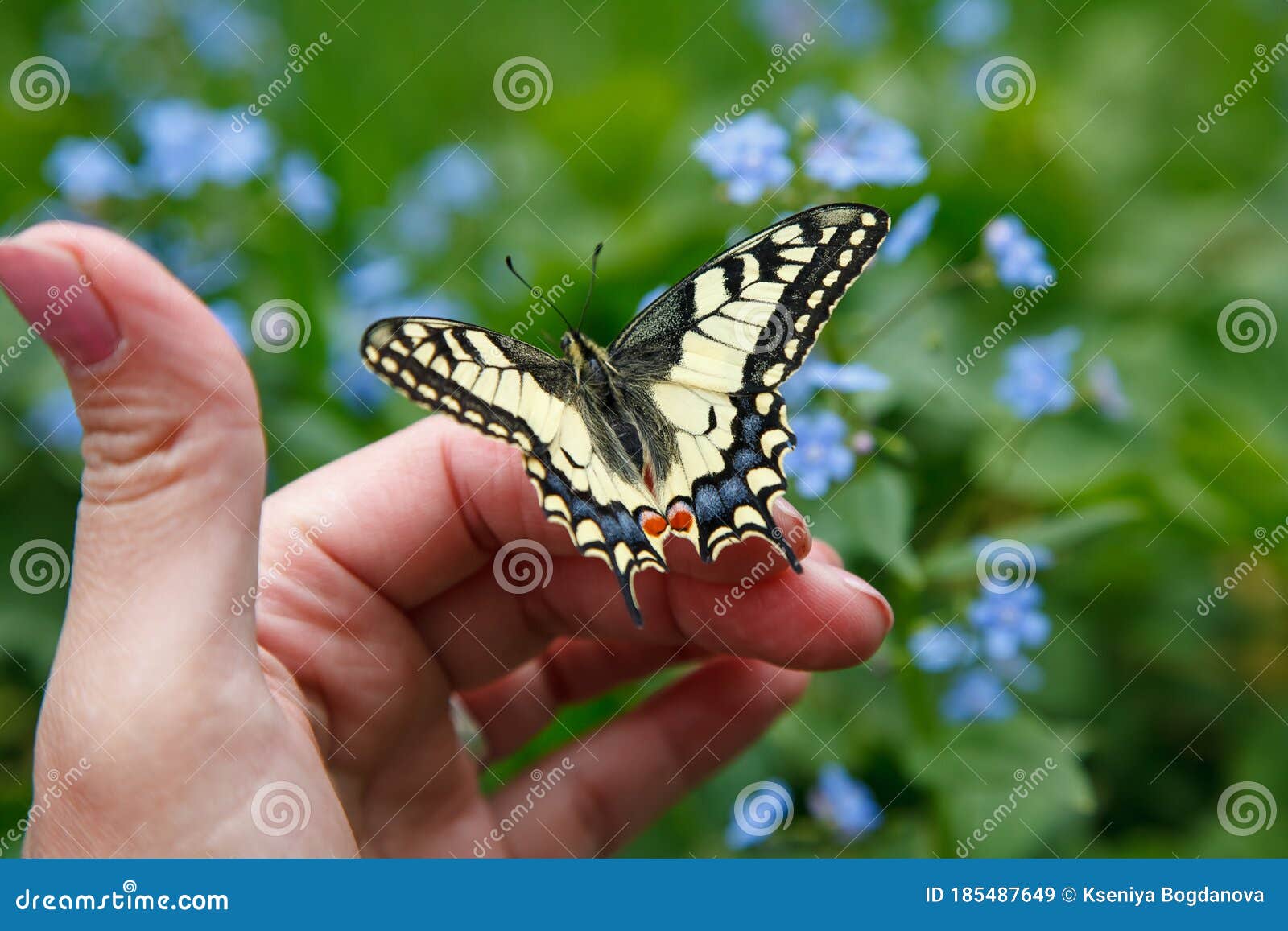 Butterfly Mahaon on a hand stock image. Image of natural - 185487649
