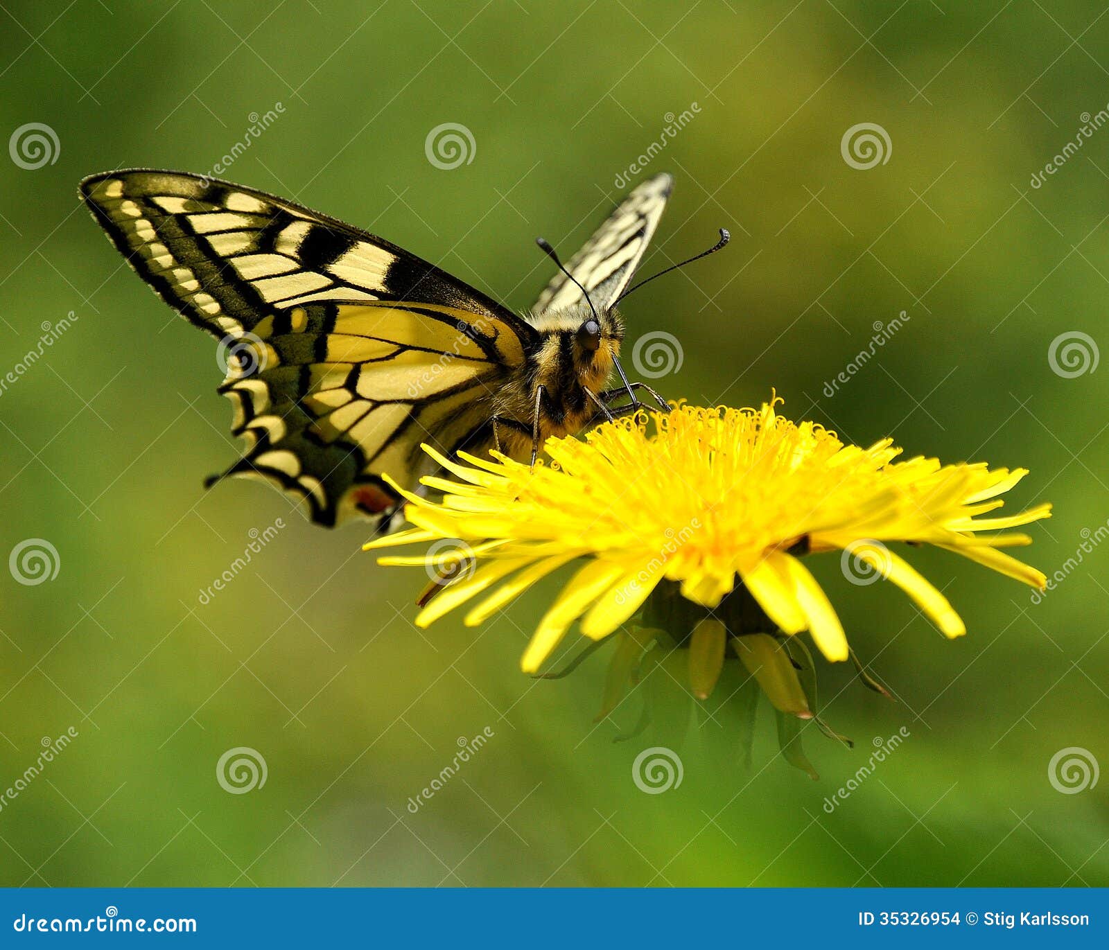 Butterfly Mahaon. Papilio Machaon 1 Stock Photo - Image of mahaon ...