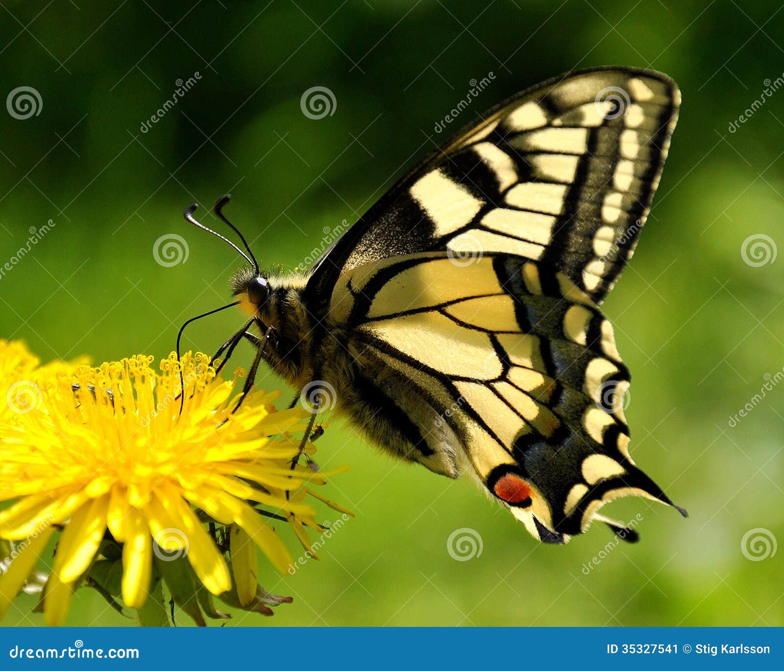 Butterfly Mahaon. Papilio Machaon 4 Stock Image - Image of mahaon ...