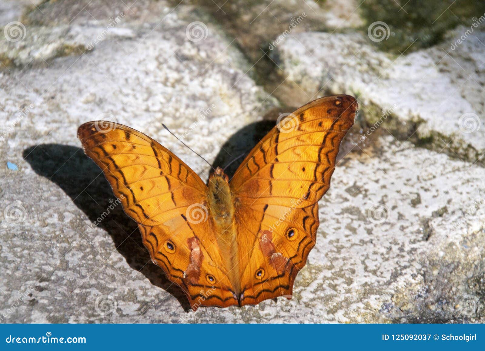 A Butterfly in Malaysia stock image. Image of feeler - 125092037