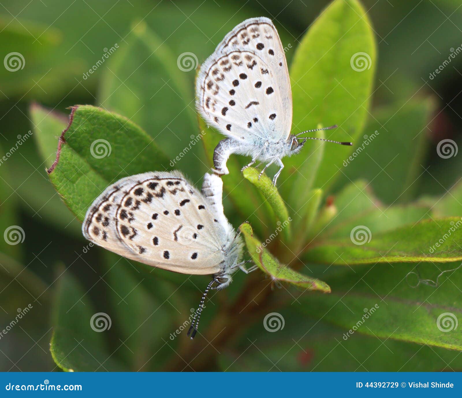 Butterfly mating stock image. Image of mating, insect - 44392729
