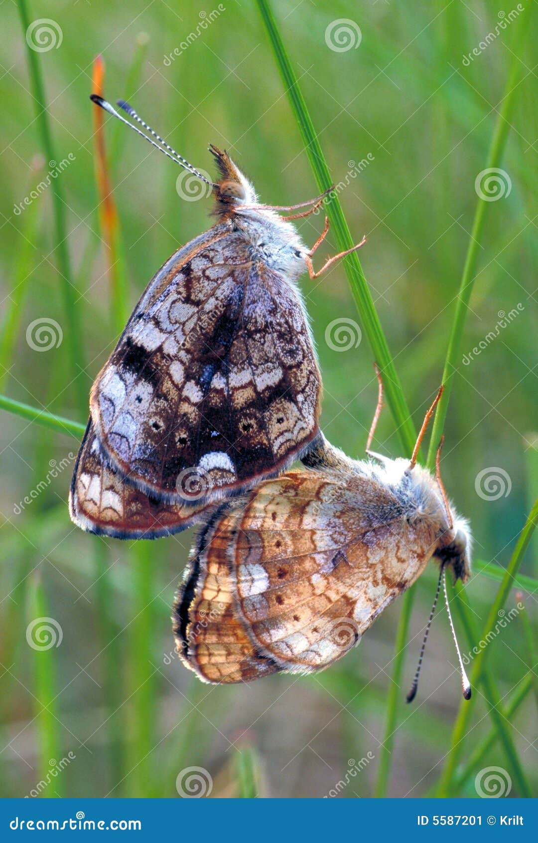 Butterfly Mating (SHARP) stock image. Image of dual, antenna - 5587201