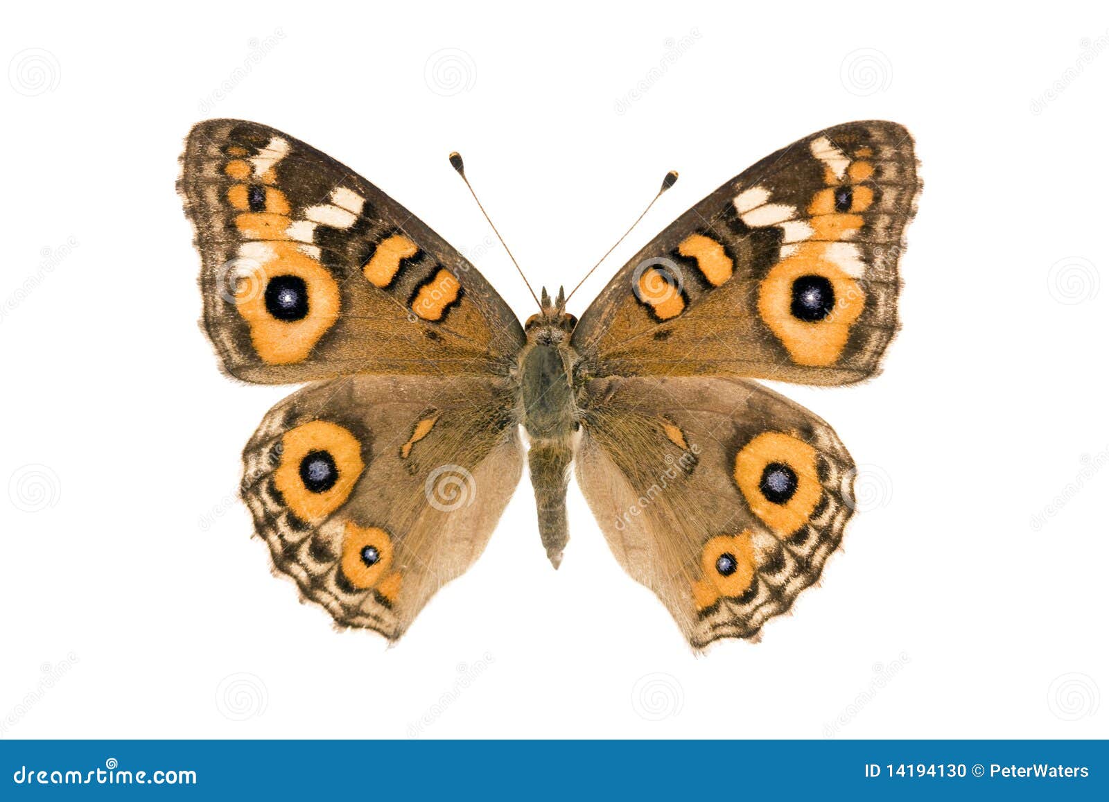 Butterfly - Meadow Argus, Junonia Villida Stock Photo - Image of white ...