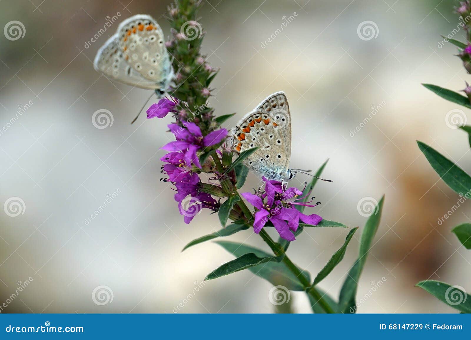 Karner Blue White Background Stock Photos - Free & Royalty-Free Stock ...