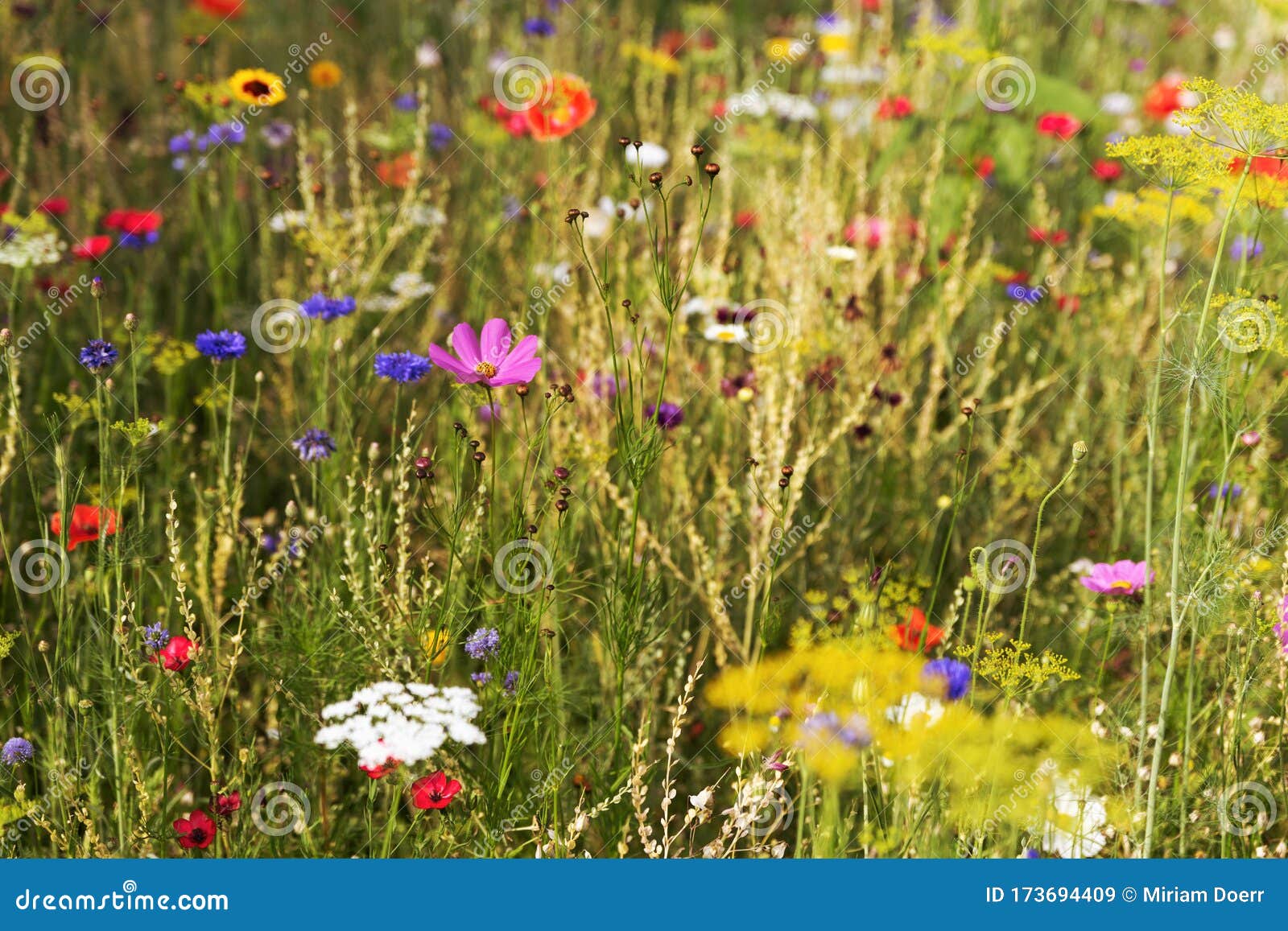 Butterfly Meadow With Wildflowers And Wild Native Herbs Stock Image ...