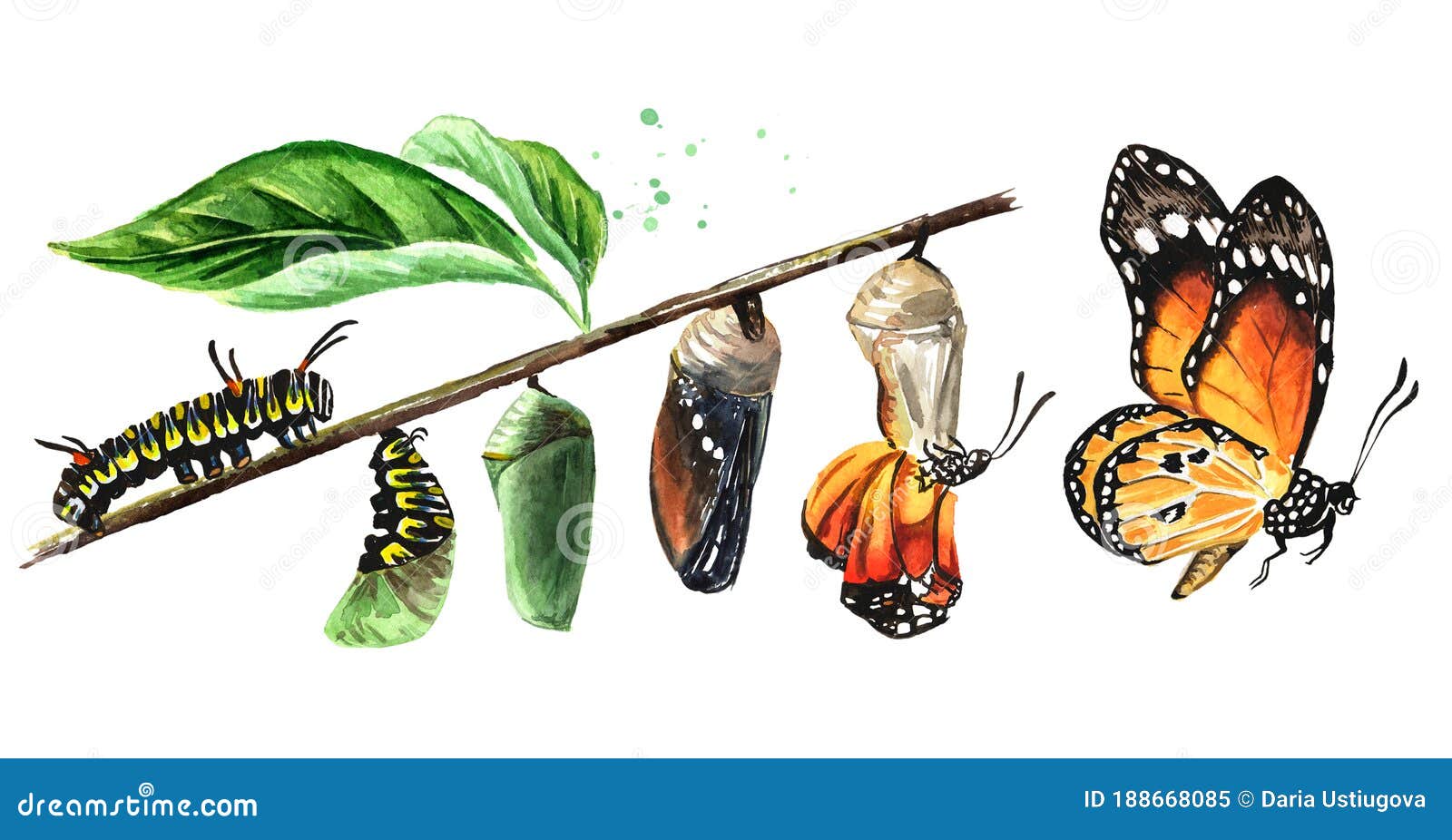 Butterfly Metamorphosis Development Stages, Caterpillar Larva, Pupa ... Butterfly Metamorphosis Development Stages, Caterpillar Larva, Pupa ...