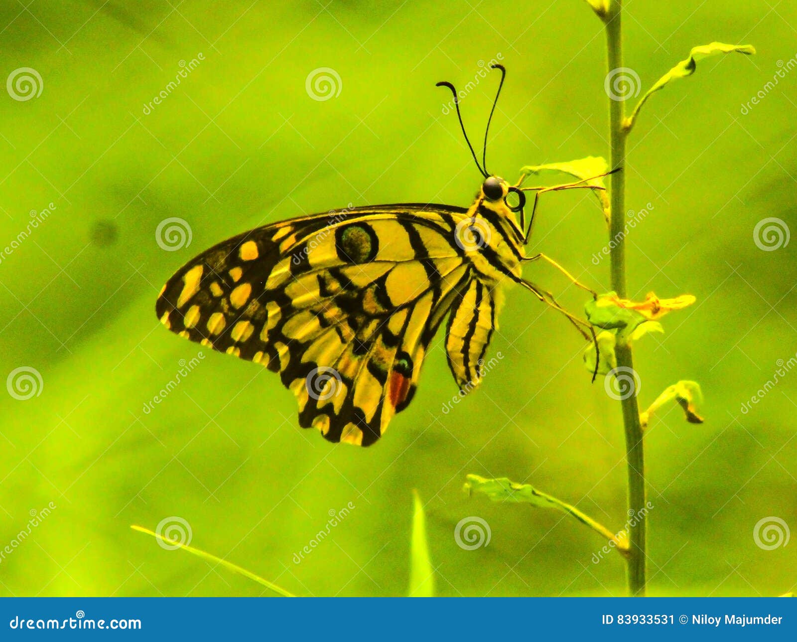 The Butterfly stock image. Image of capture, butterfly - 83933531